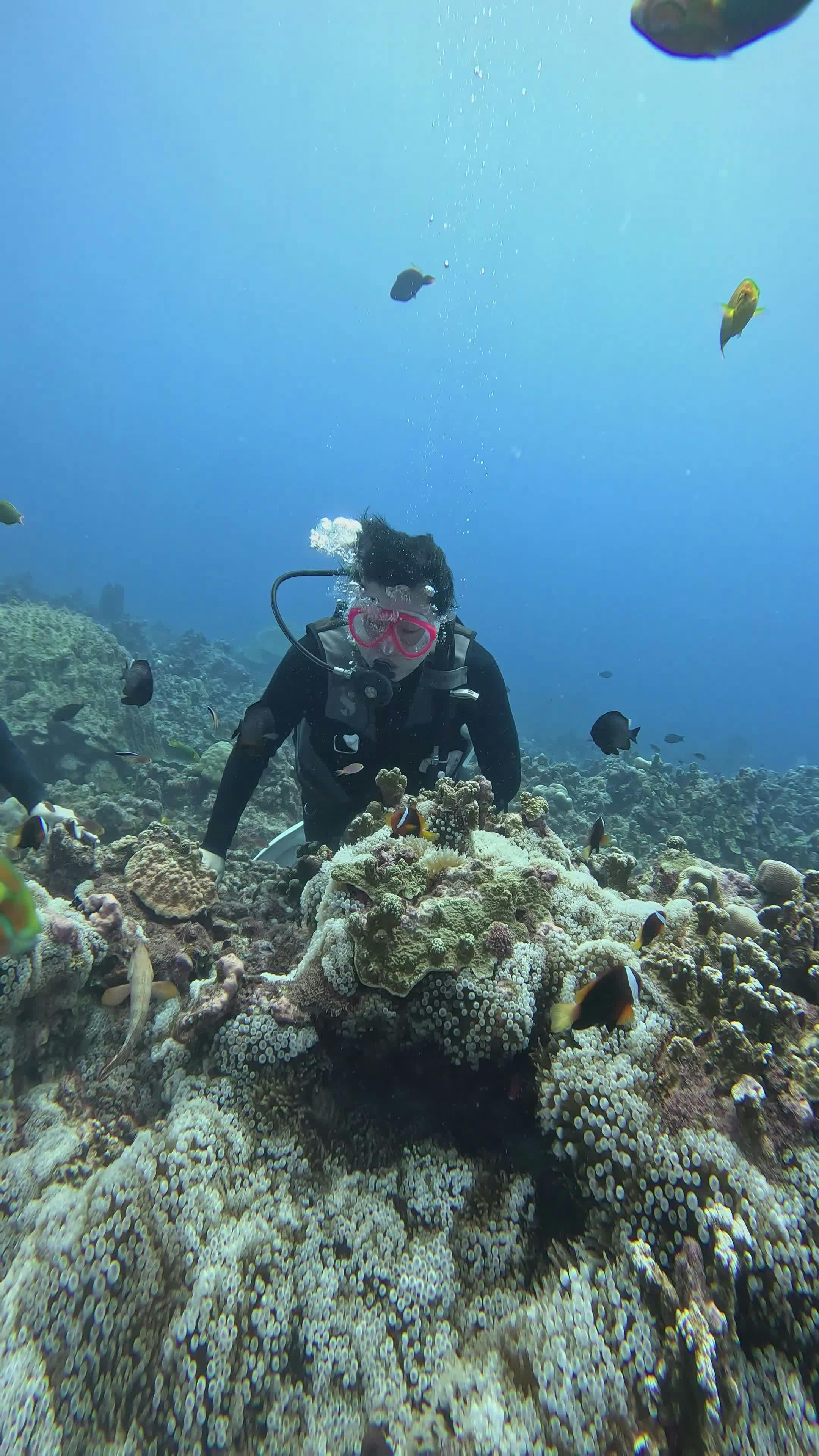 Fish Swimming Videos, Download The BEST Free 4k Stock Video Footage ...