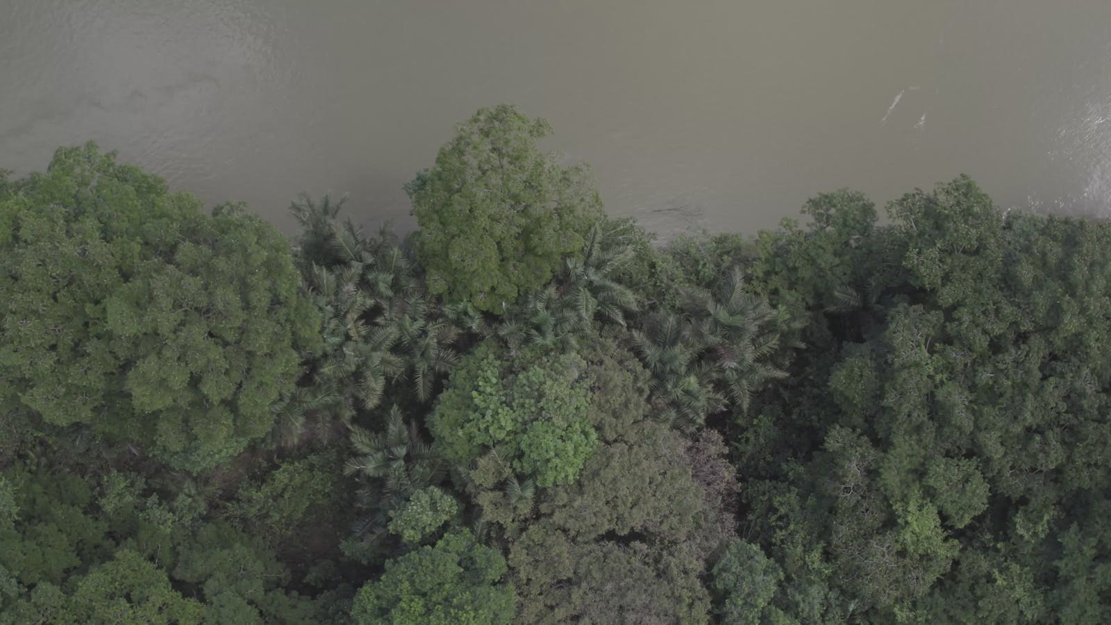 Amazon Rainforest Videos, Download The BEST Free 4k Stock Video Footage ...