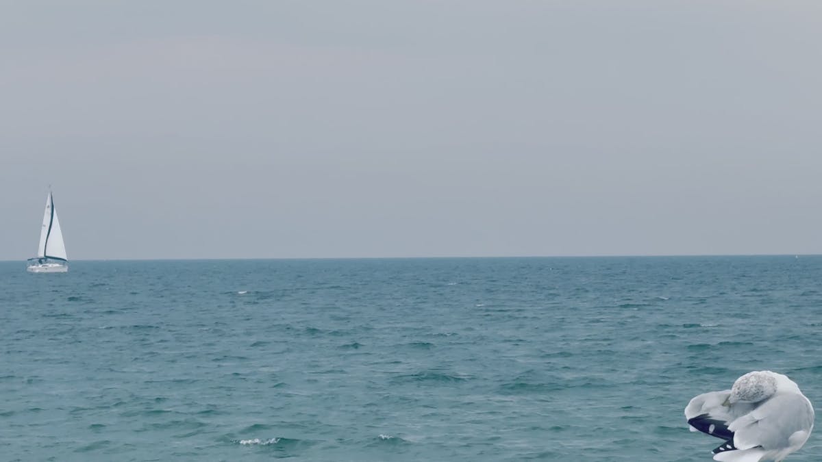 Coccozella+Beach+Video Videos, Download The BEST Free 4k Stock Video ...