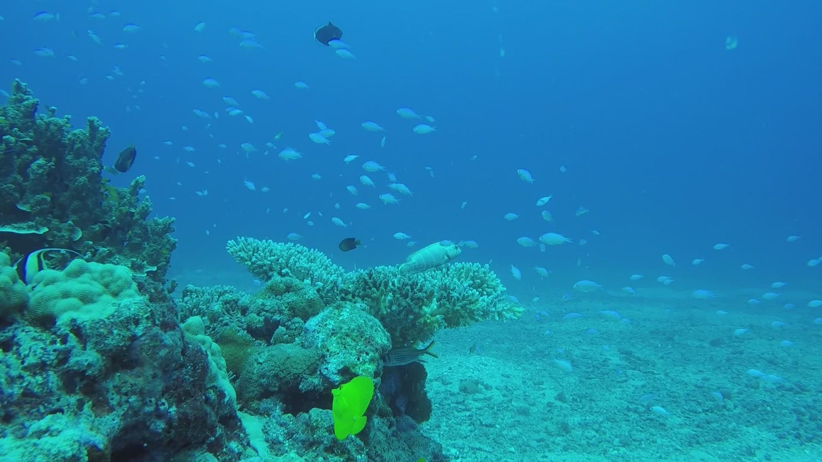 Ocean Fish Videos, Download The BEST Free 4k Stock Video Footage ...