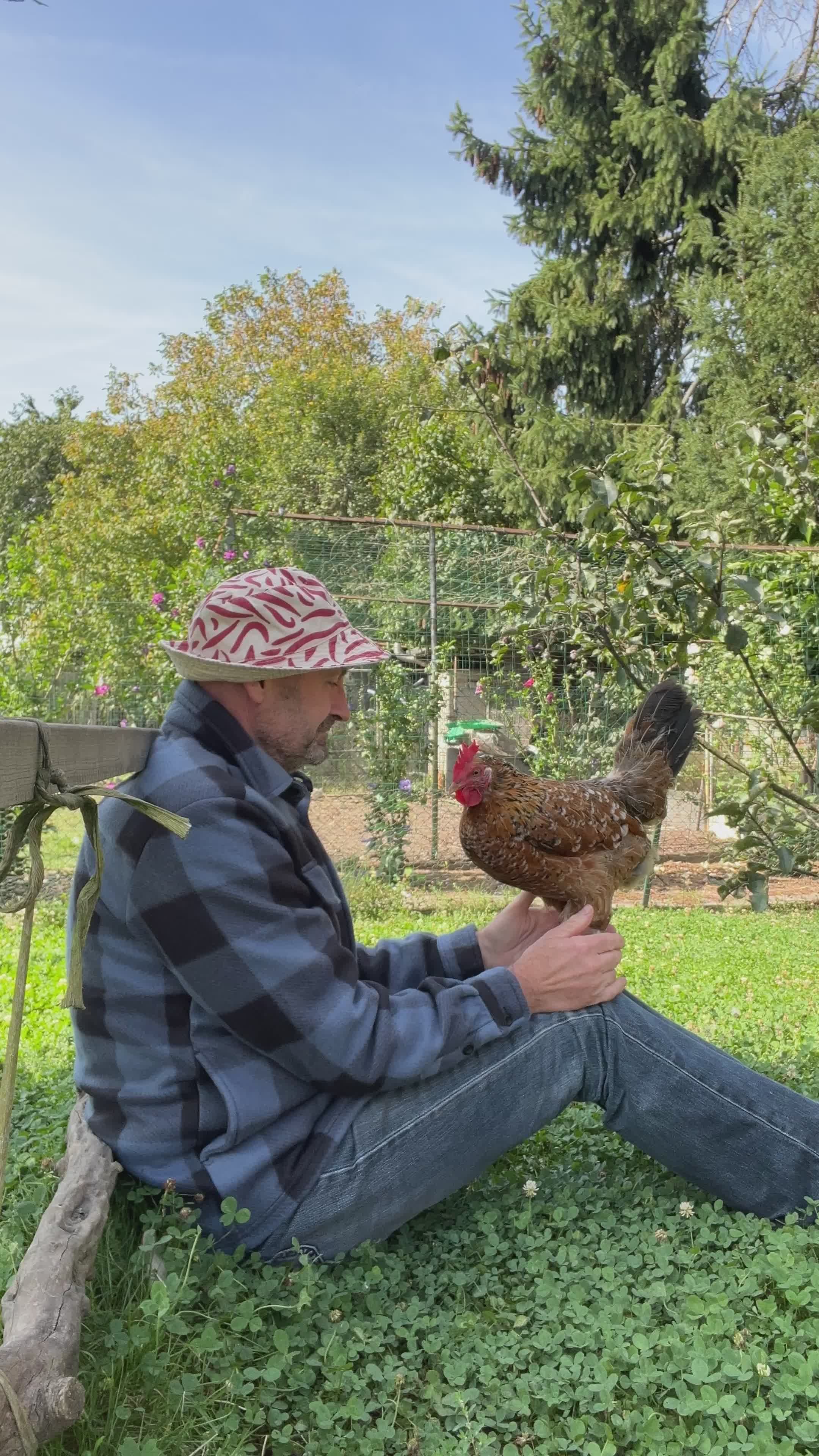 Man with Rooster in Lush Garden Setting Free Stock Video Footage ...