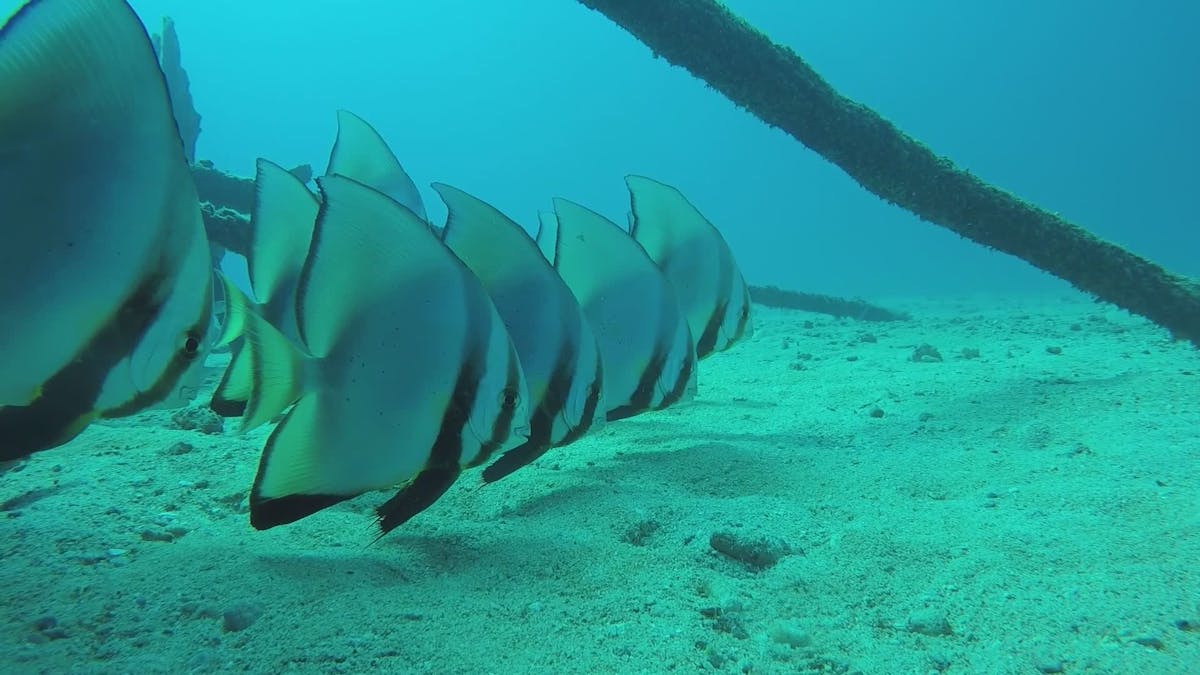 Ocean Fish Videos, Download The BEST Free 4k Stock Video Footage ...