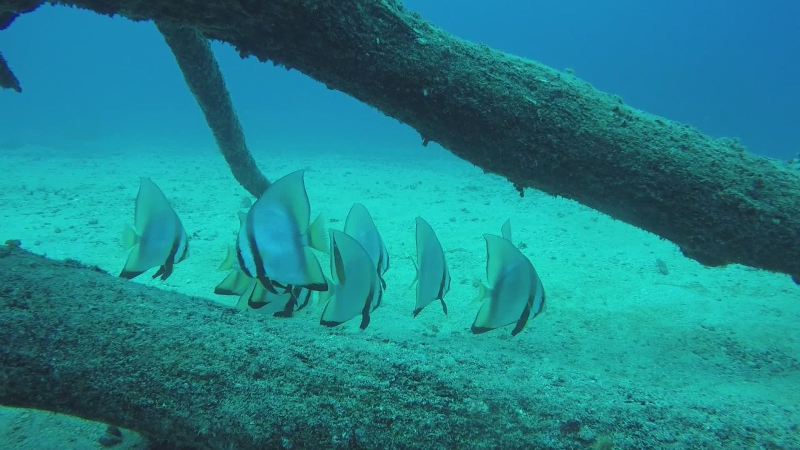 Ocean Fish Videos, Download The BEST Free 4k Stock Video Footage ...