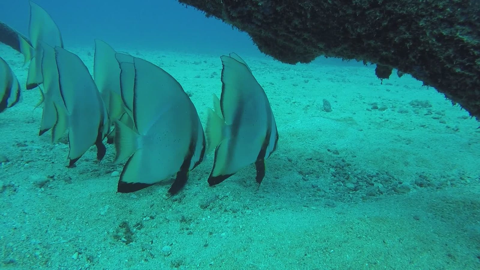 Ocean Fish Videos, Download The BEST Free 4k Stock Video Footage ...