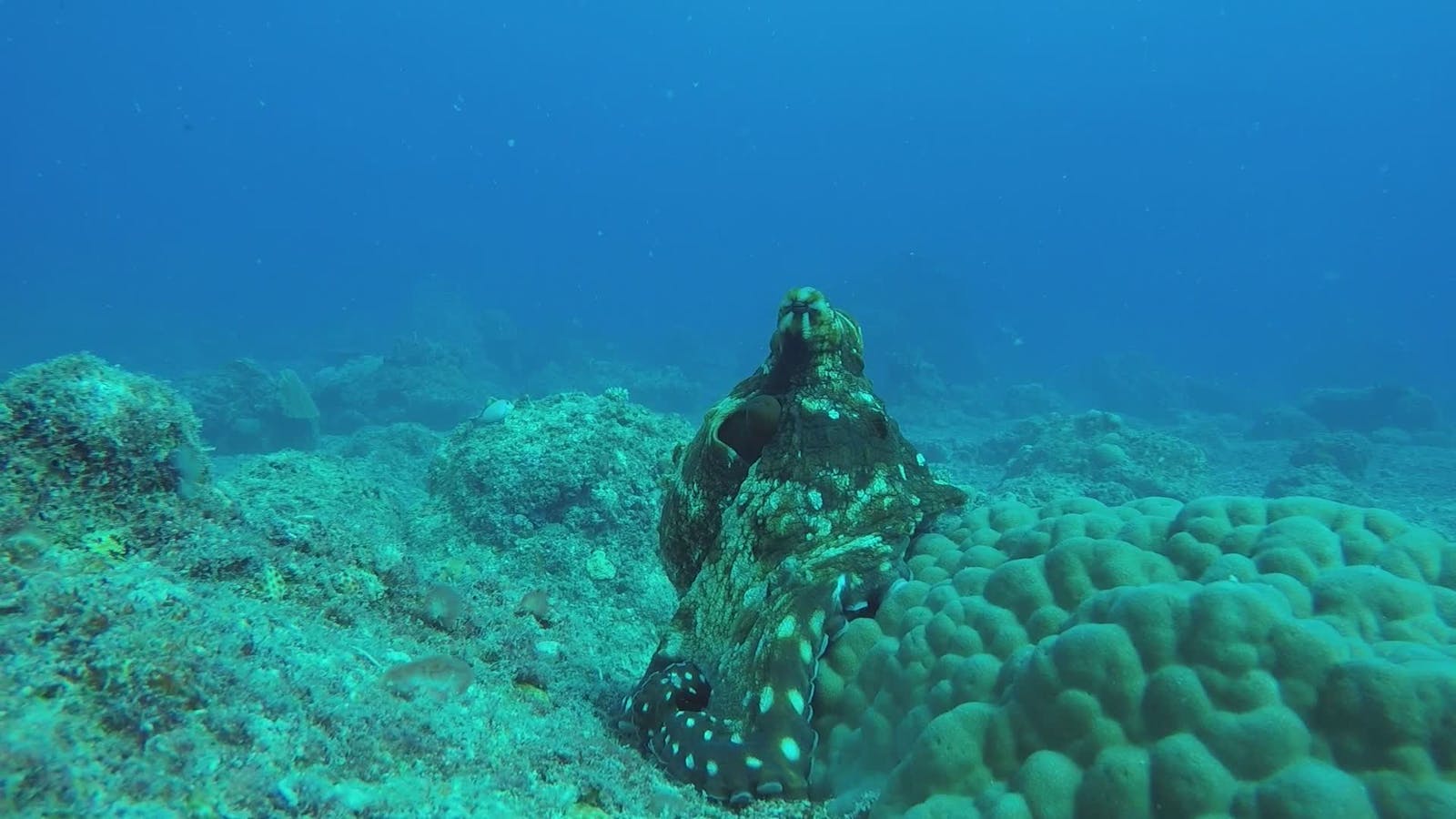 Octopus Videos, Download The BEST Free 4k Stock Video Footage & Octopus ...