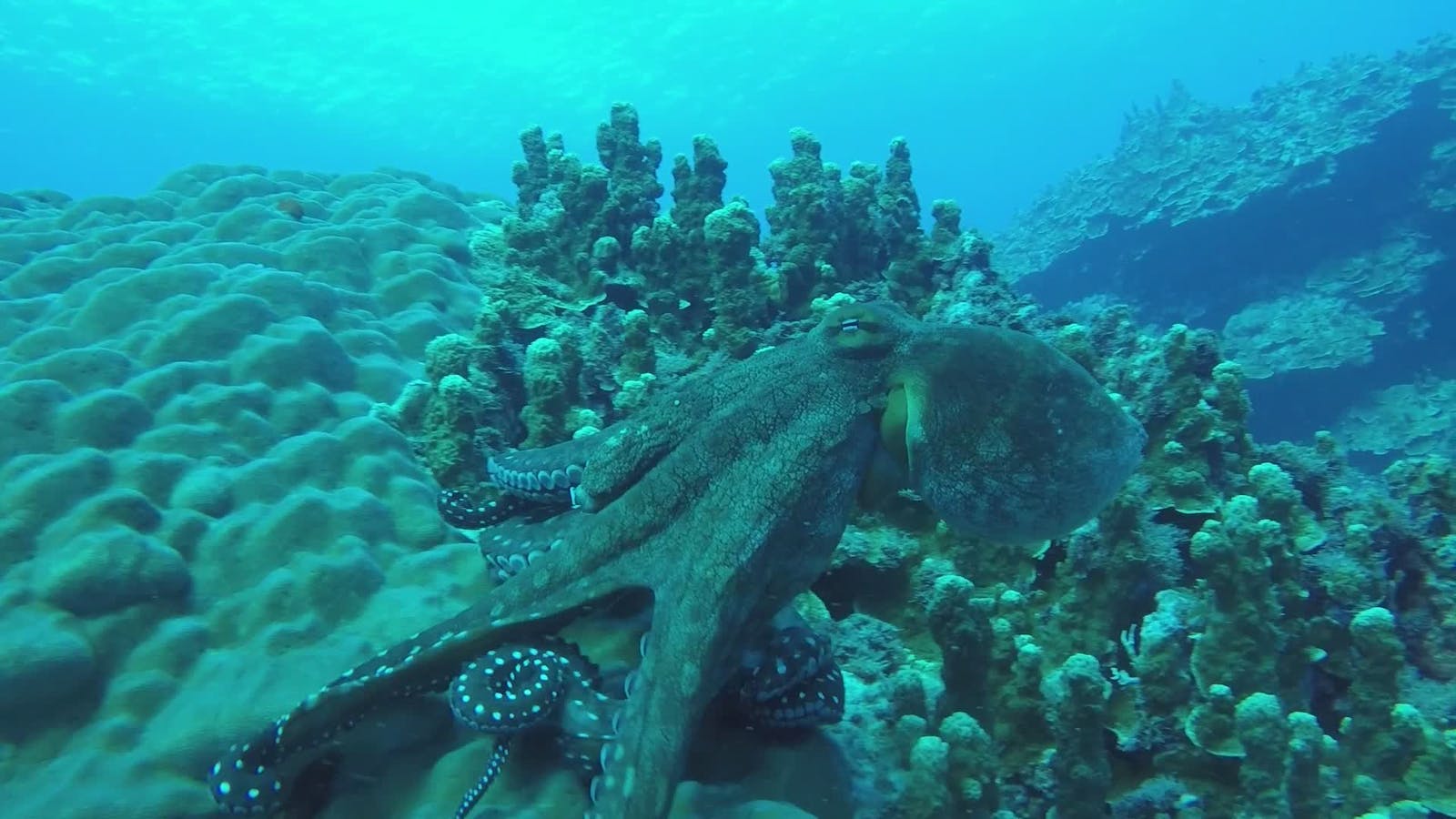 Vigina+Close+Up Videos, Download The BEST Free 4k Stock Video Footage ...