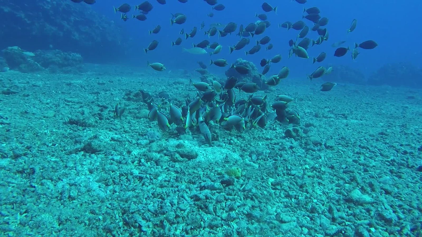 Fish Animation Videos, Download The BEST Free 4k Stock Video Footage ...