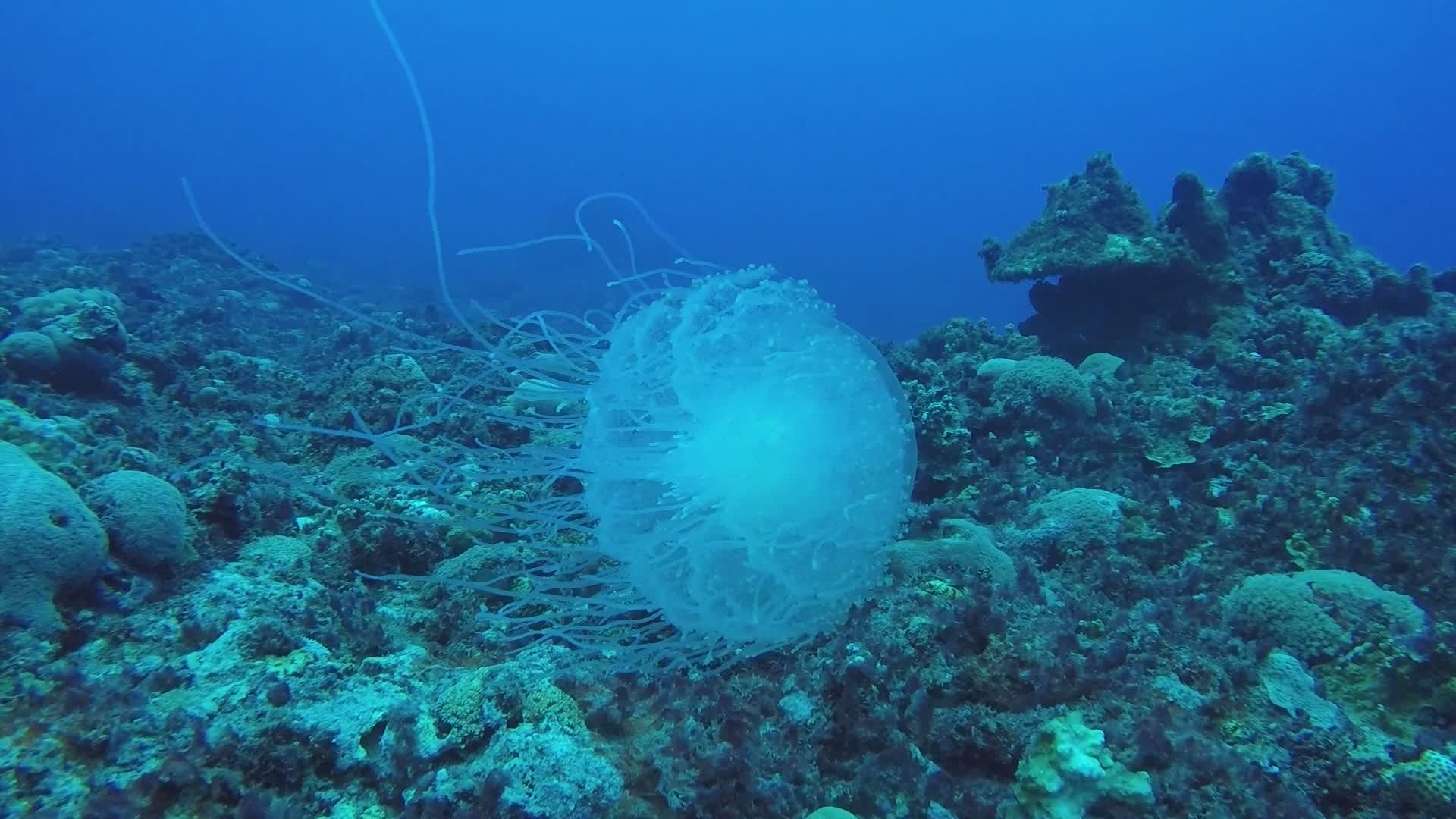 Stunning Underwater Footage Of Jellyfish In Ocean Free Stock Video