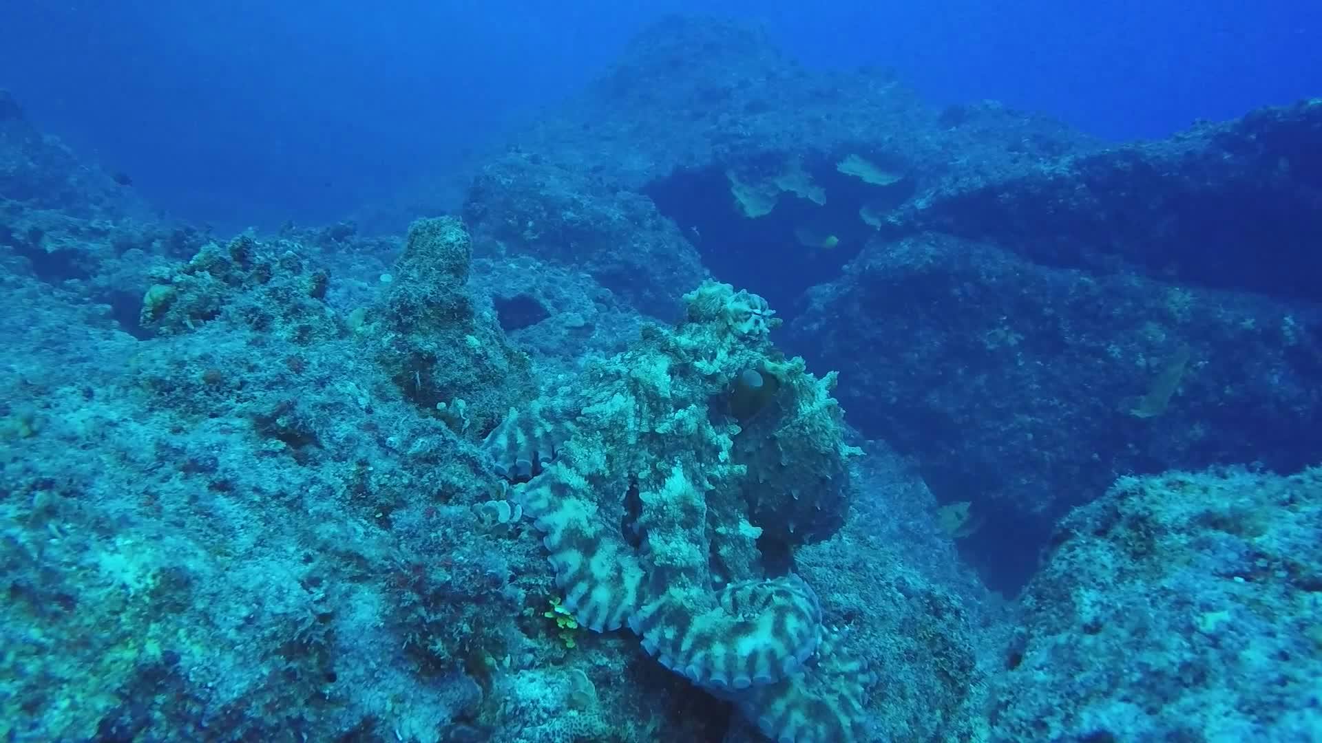 Camouflaged Octopus Blends in Coral Reef Free Stock Video Footage ...