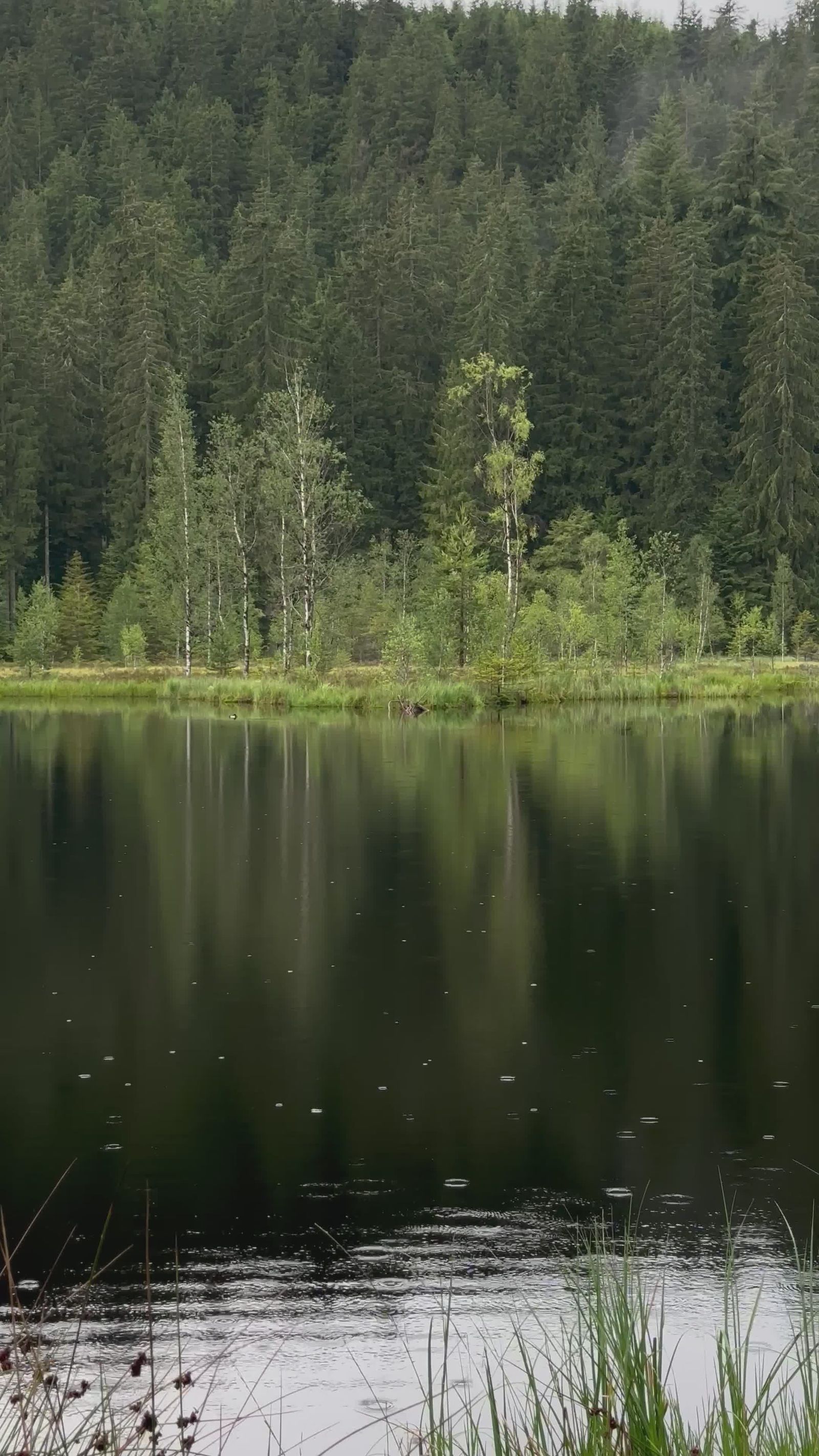 Nature Videos 4k Videos, Download The BEST Free 4k Stock Video Footage ...
