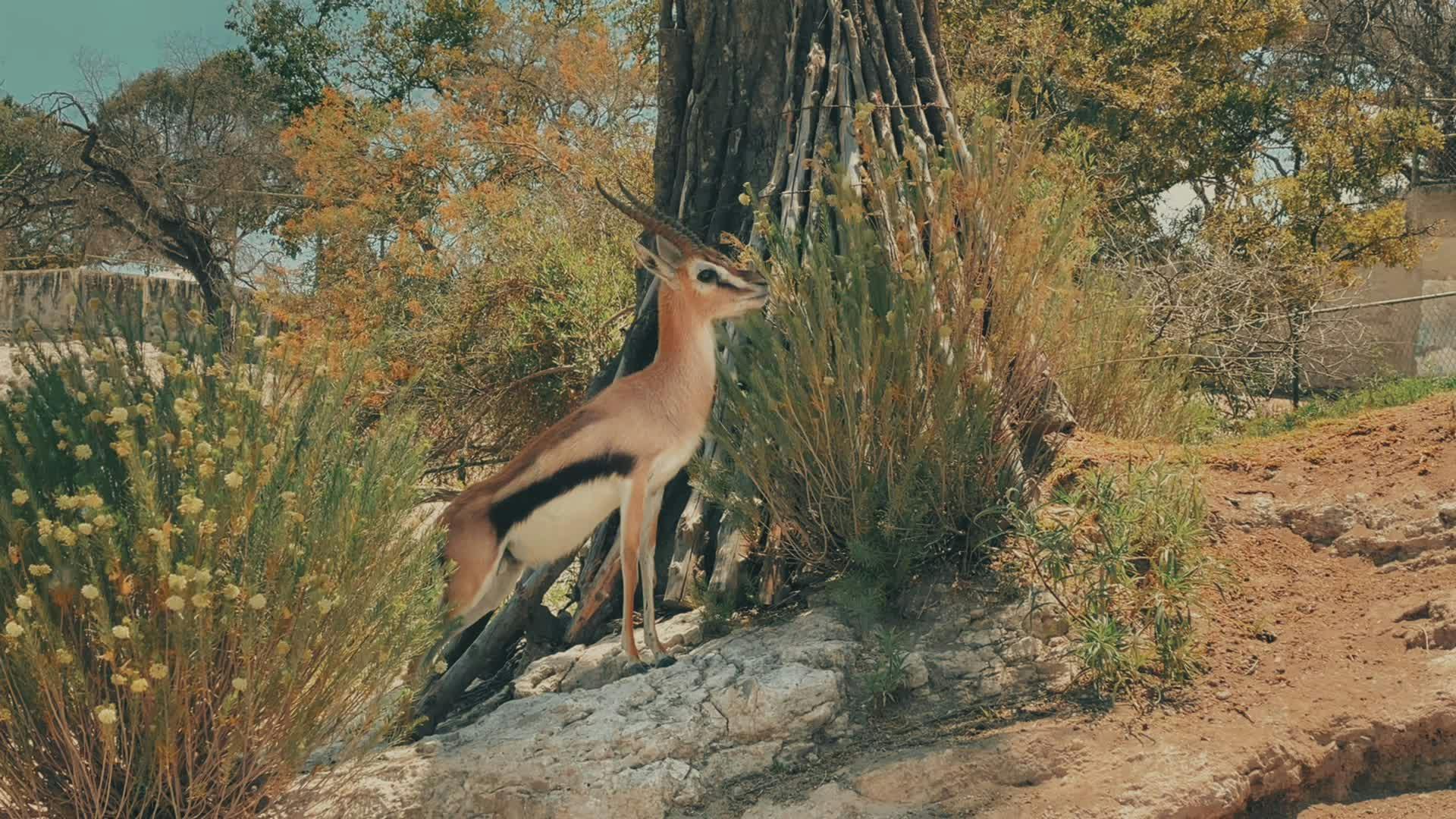 ச*****+வீடியோ+ஃபுல்+மூவி+Hd Videos, Download The BEST Free 4k Stock ...