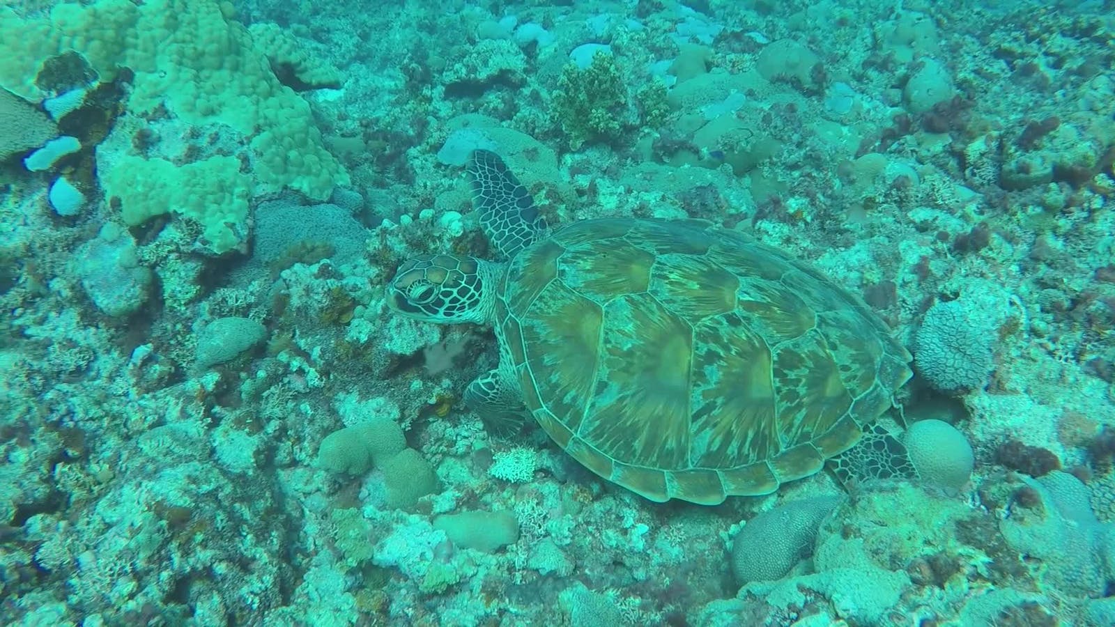 Vigina+Close+Up Videos, Download The BEST Free 4k Stock Video Footage ...