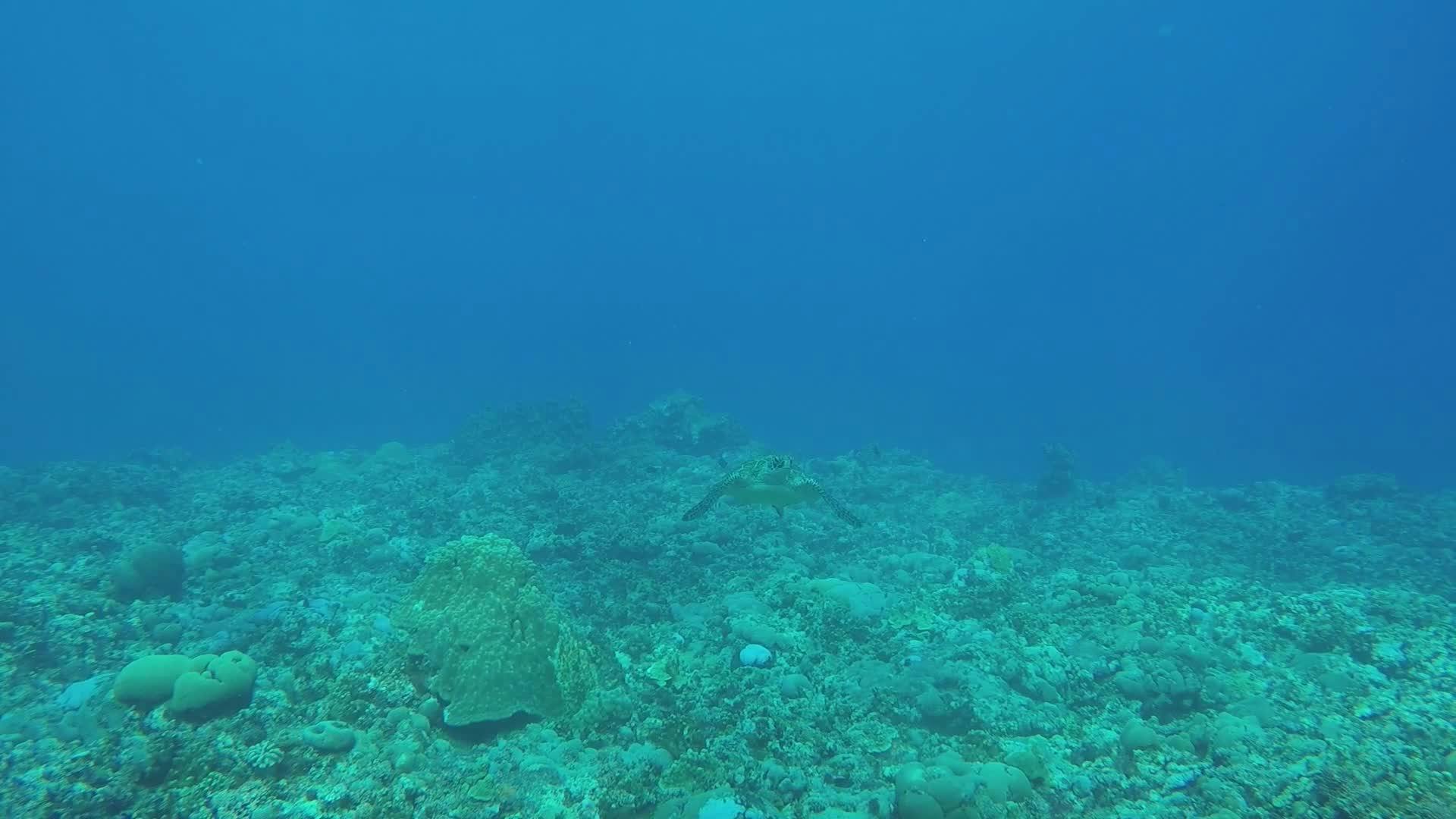 Black+Slow+Passionate+Missionary+Style Videos, Download The BEST Free ...