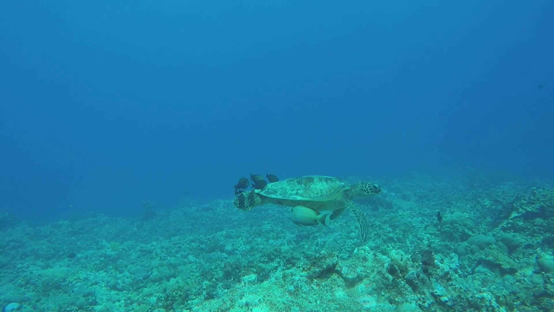 Romantic+Ffm+Video Videos, Download The BEST Free 4k Stock Video ...