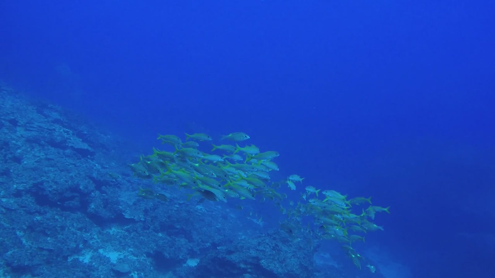 Fish Swimming Videos, Download The BEST Free 4k Stock Video Footage ...