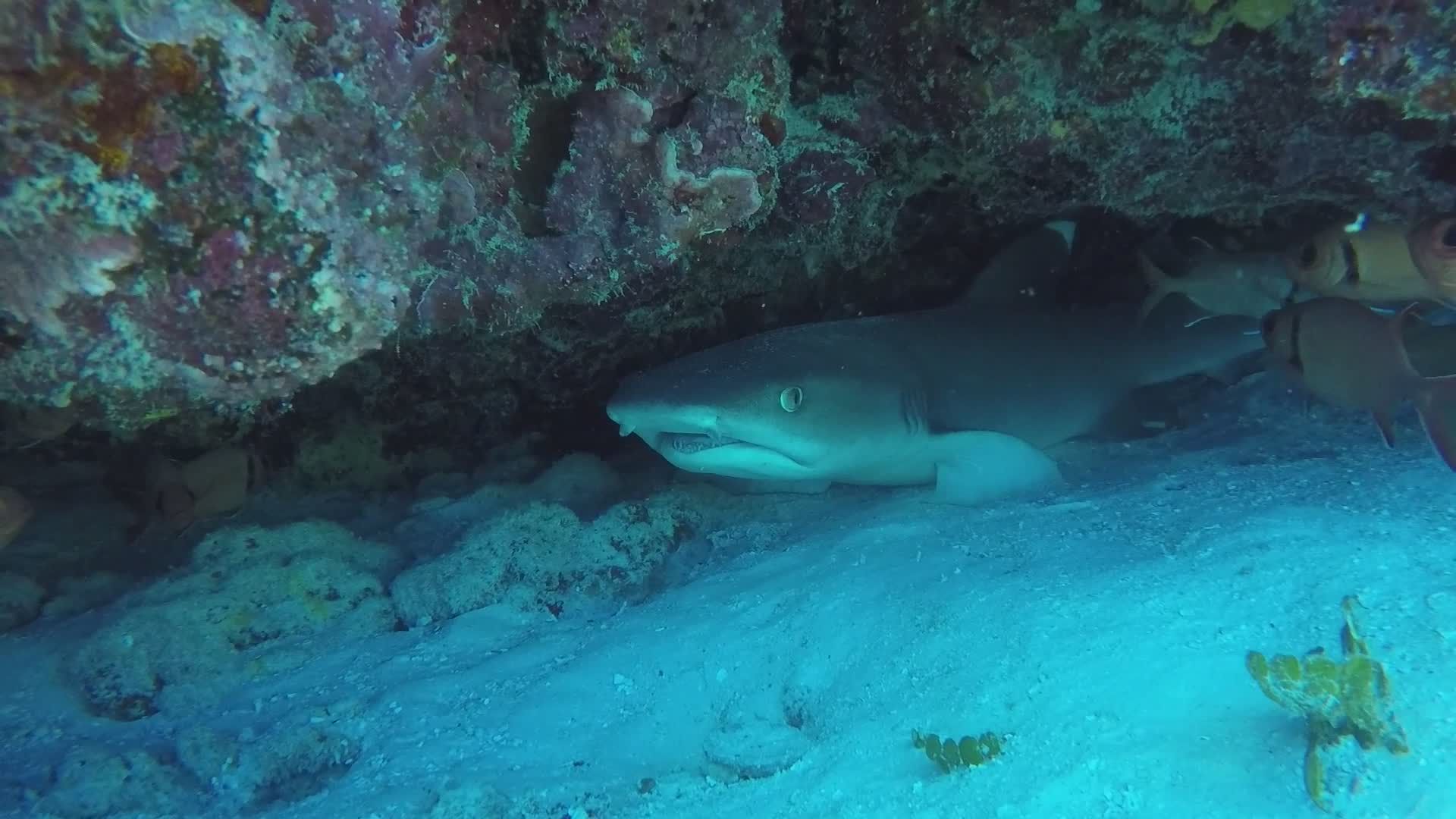 Resting Nurse Shark Under Coral Reef Cavern Free Stock Video Footage ...