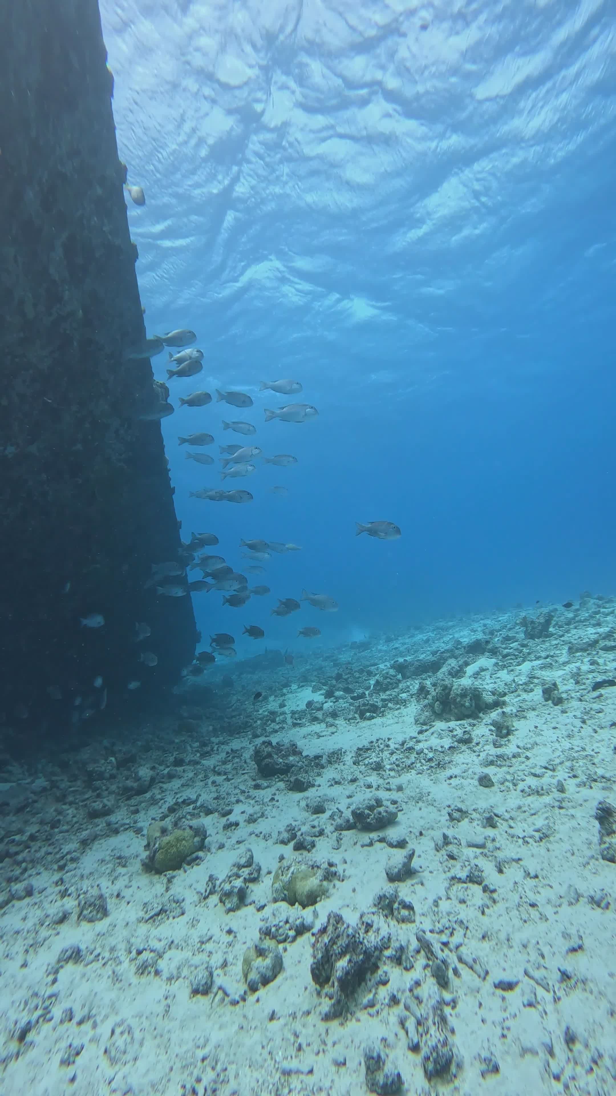 Stunning Underwater Scene with Diverse Marine Life Free Stock Video ...