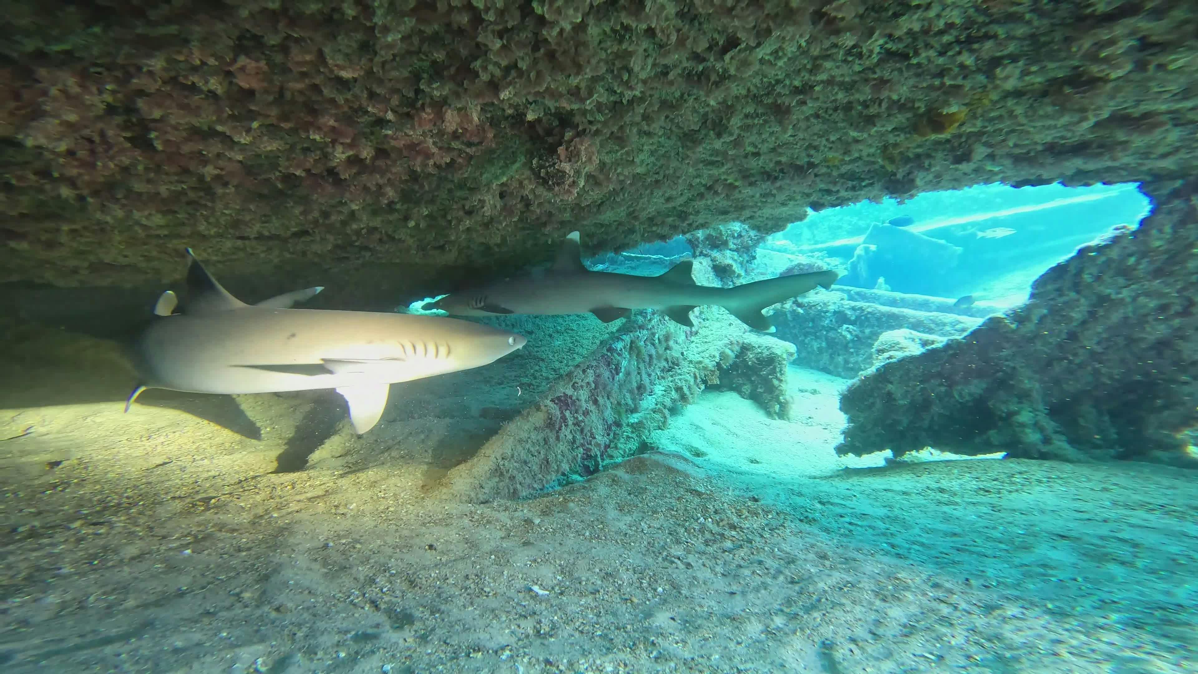 Shark Attack Videos, Download The BEST Free 4k Stock Video Footage ...