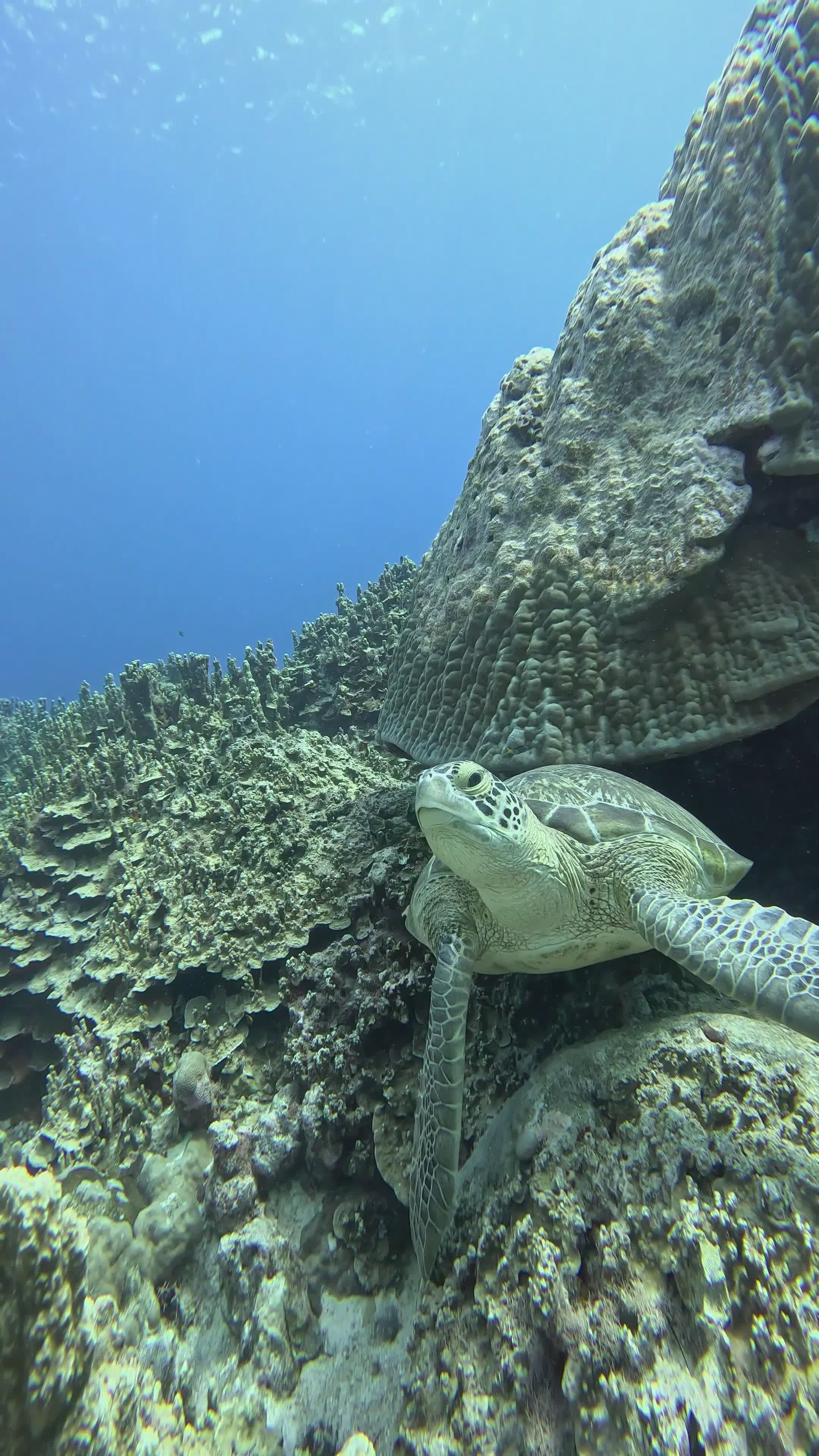Animated Turtle Videos, Download The BEST Free 4k Stock Video Footage ...