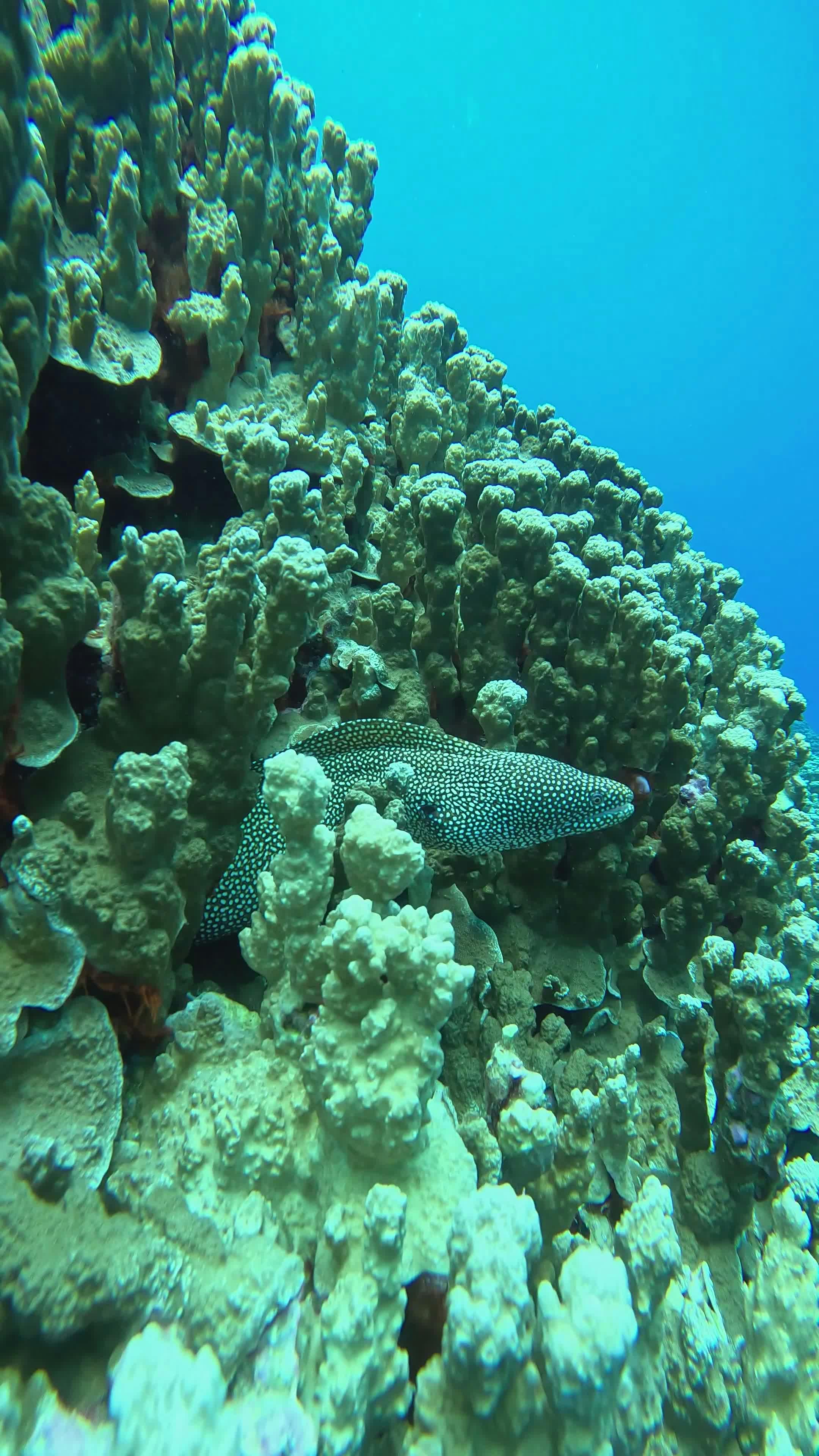 Free+Japanese+Tongue+Kissing+Video Videos, Download The BEST Free 4k ...