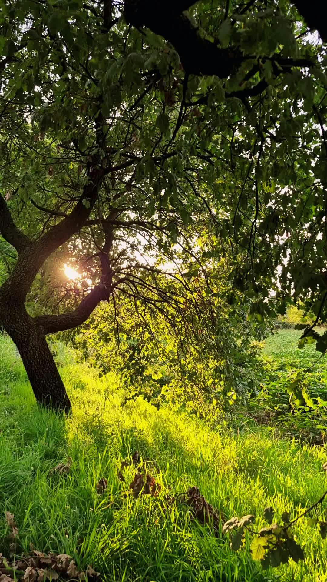 Sunlight Filtering Through Tree Branches in Spring Free Stock Video ...