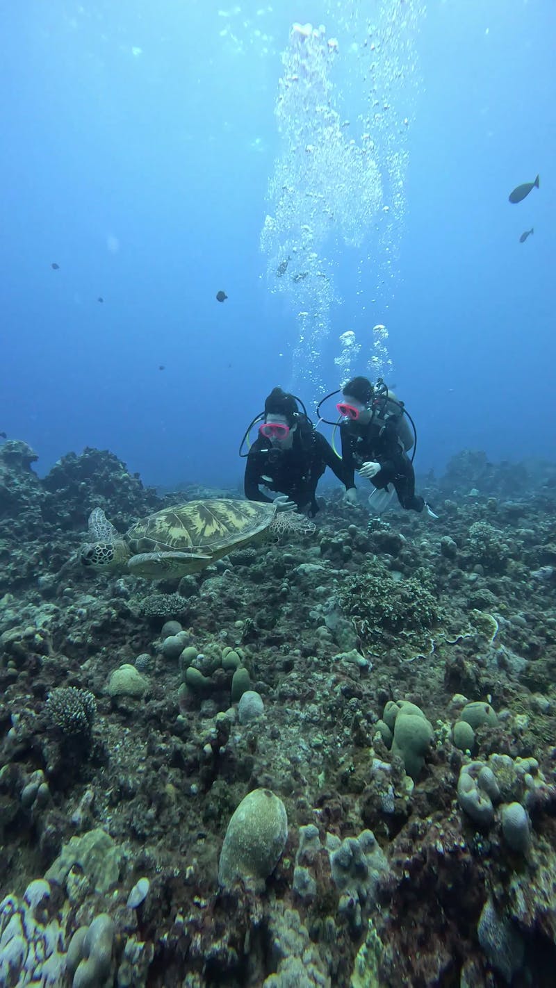 Underwater Ocean Videos, Download The BEST Free 4k Stock Video Footage ...