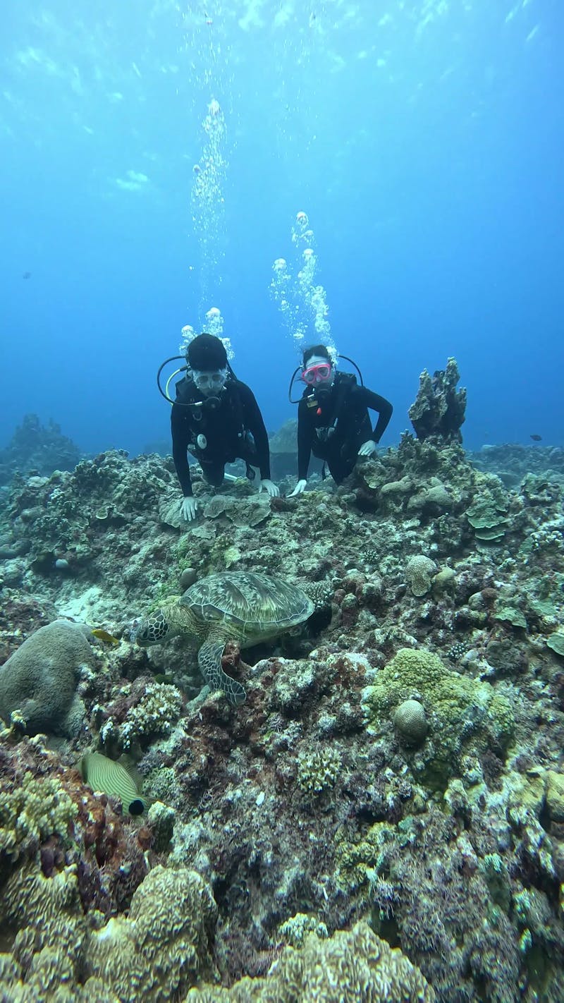 Underwater Ocean Videos, Download The BEST Free 4k Stock Video Footage ...