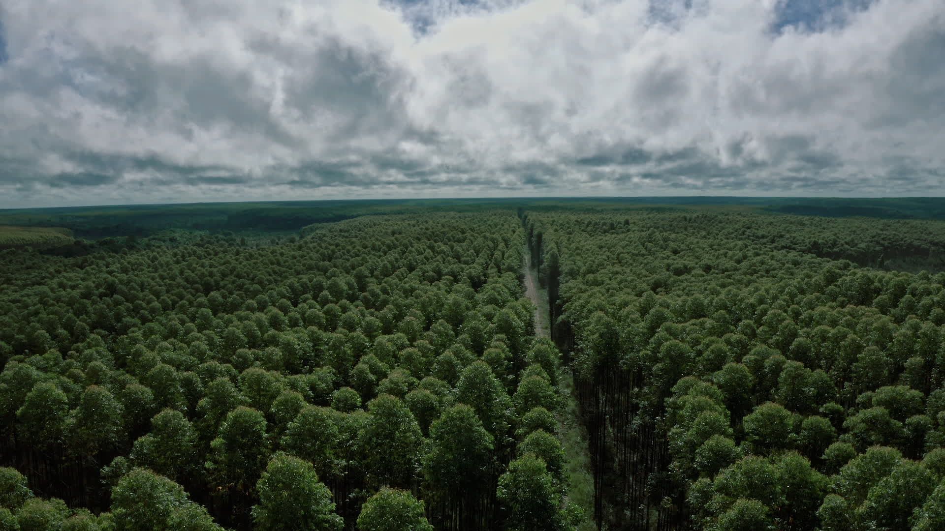 Deforestation Rainforest For Desktop Wallpapers Videos, Download The ...
