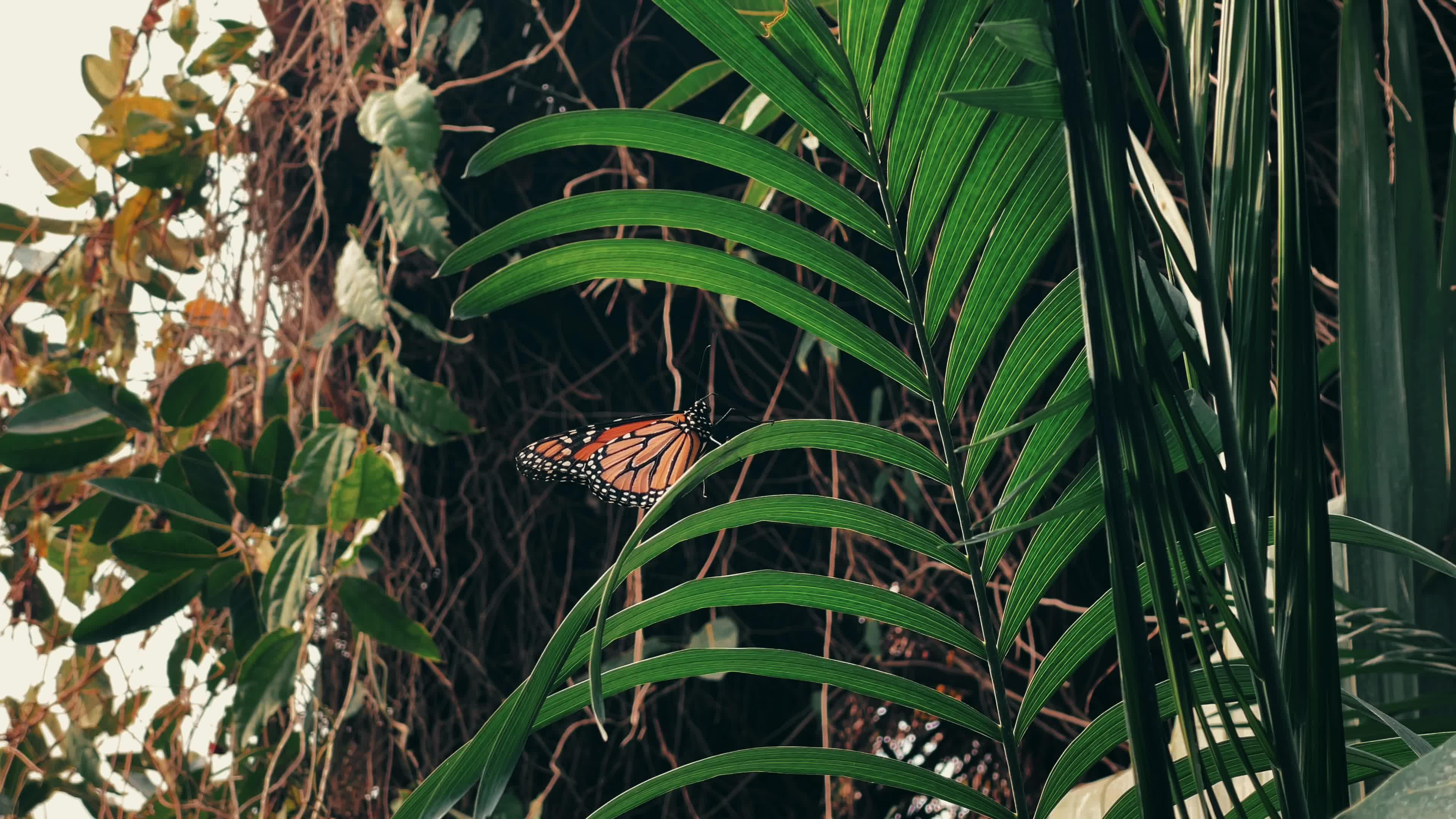 Insect Pp Videos, Download The BEST Free 4k Stock Video Footage ...