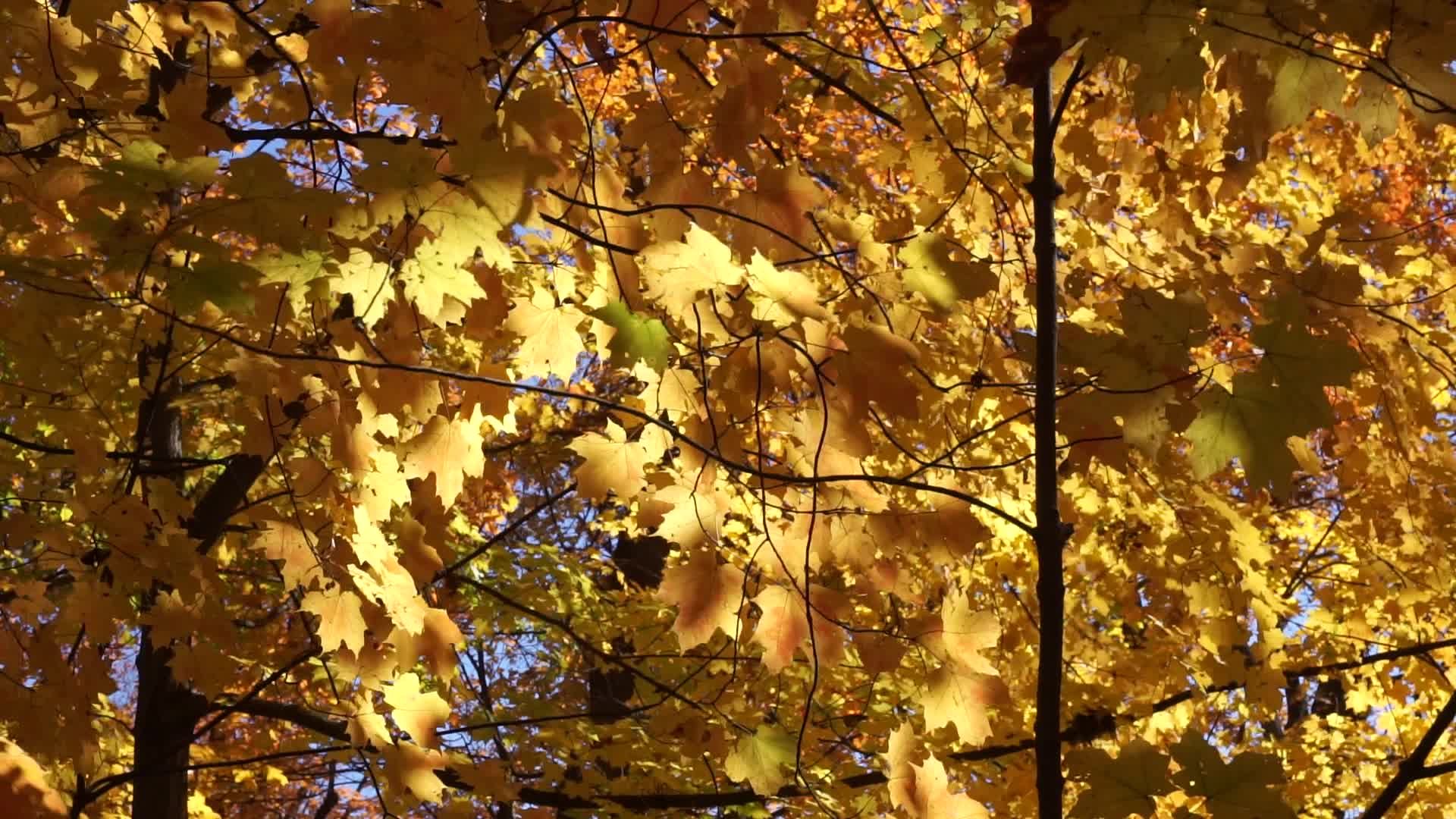 Sunlit Autumn Leaves in a Golden Forest Free Stock Video Footage ...