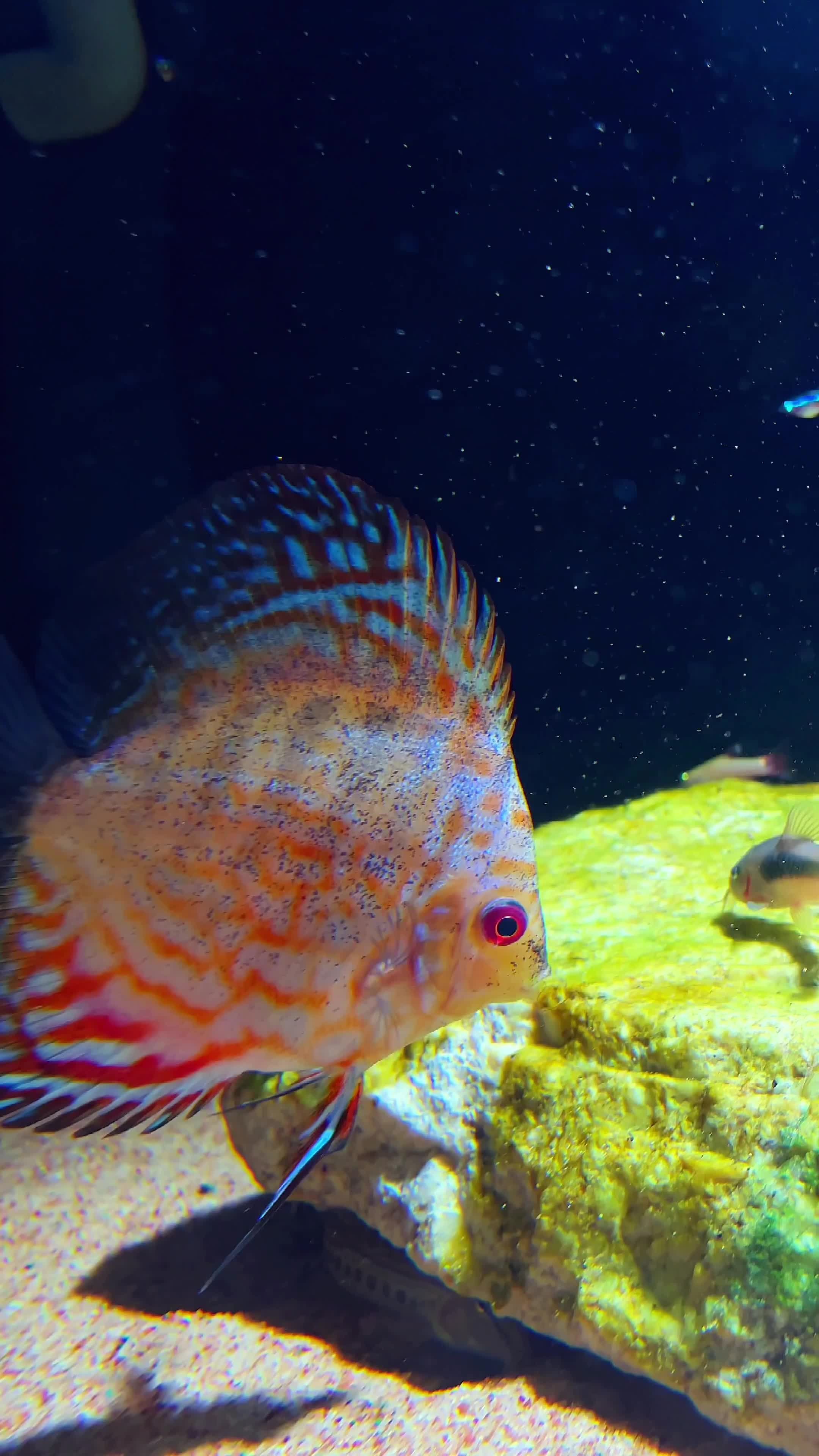 Fish Swimming Videos, Download The BEST Free 4k Stock Video Footage ...