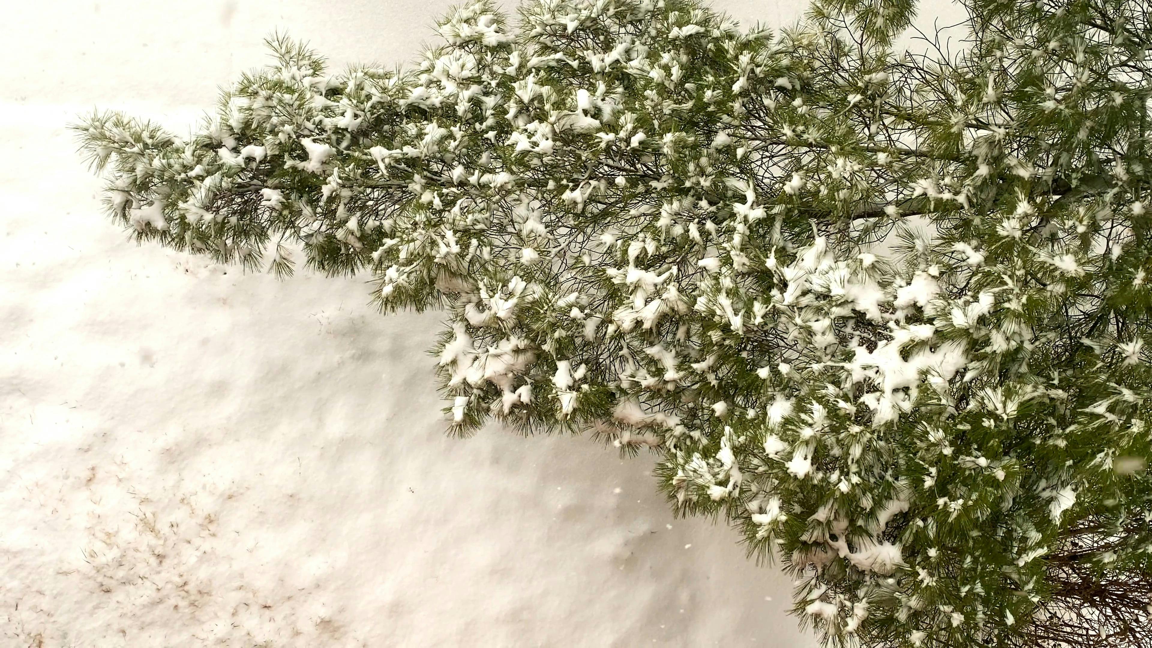 Cut Tree Videos, Download The BEST Free 4k Stock Video Footage & Cut ...