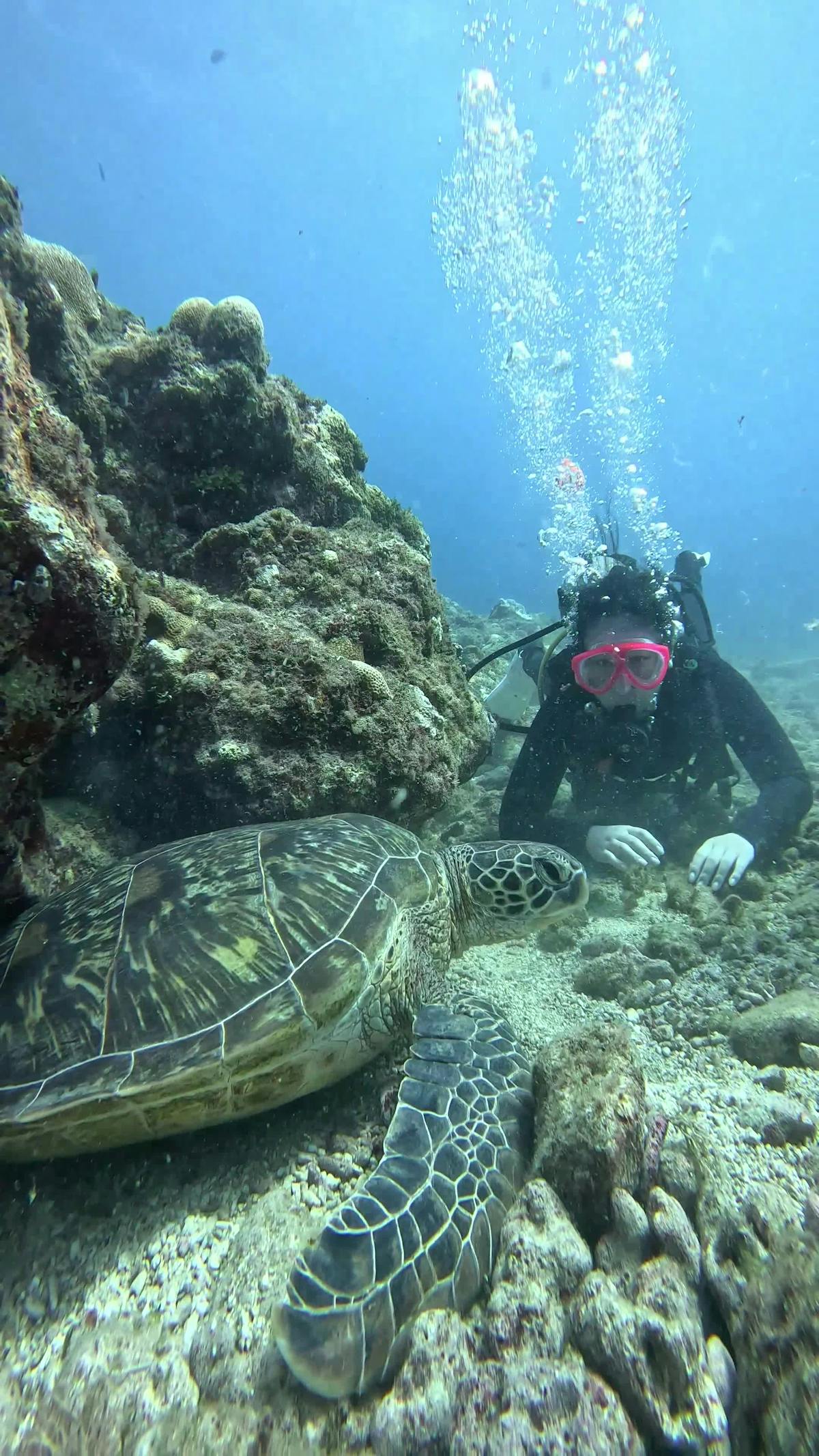 Underwater Ocean Videos, Download The BEST Free 4k Stock Video Footage ...