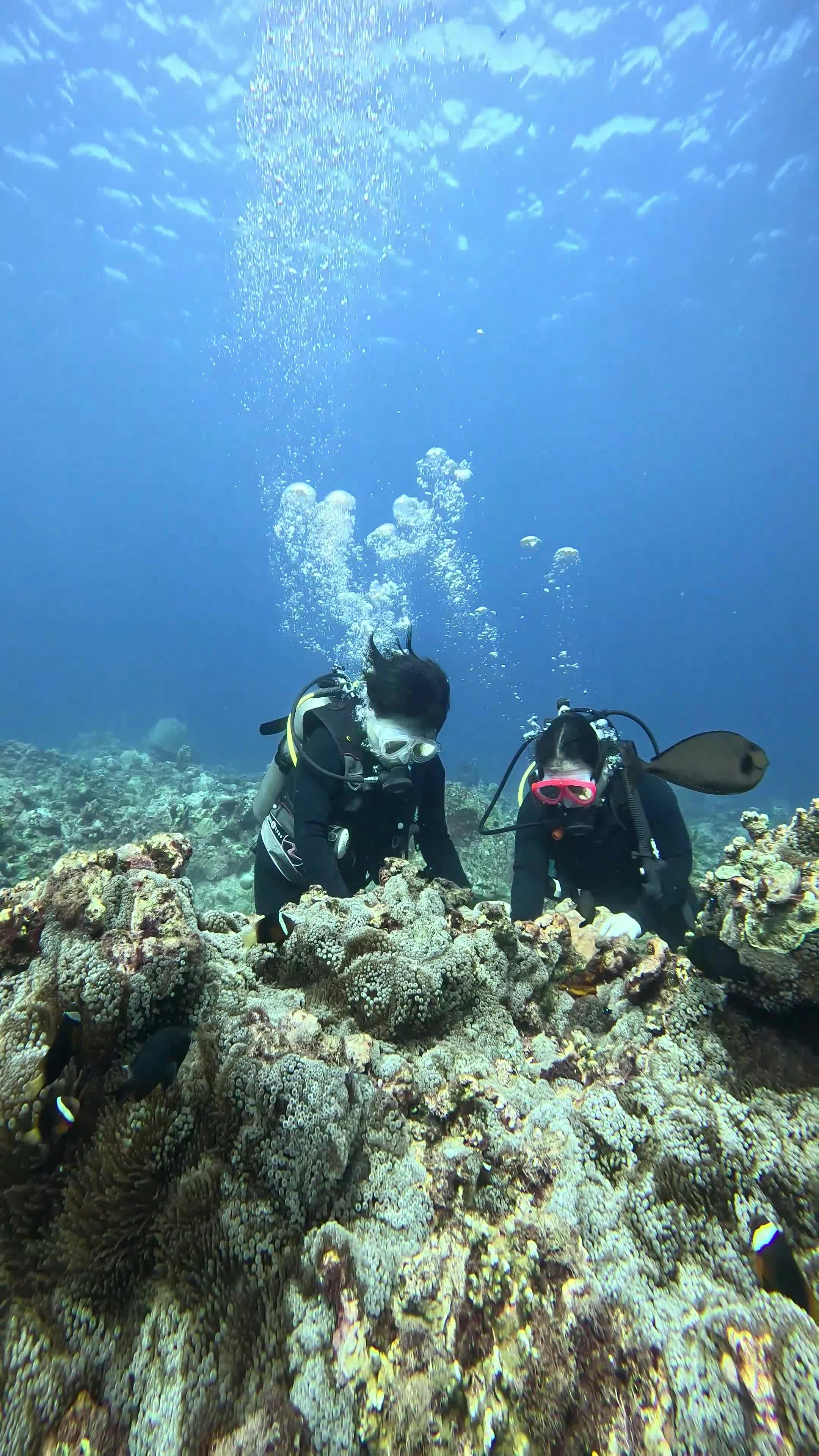 Naked Scuba Diving Videos, Download The BEST Free 4k Stock Video Footage & Naked Scuba Diving HD ...