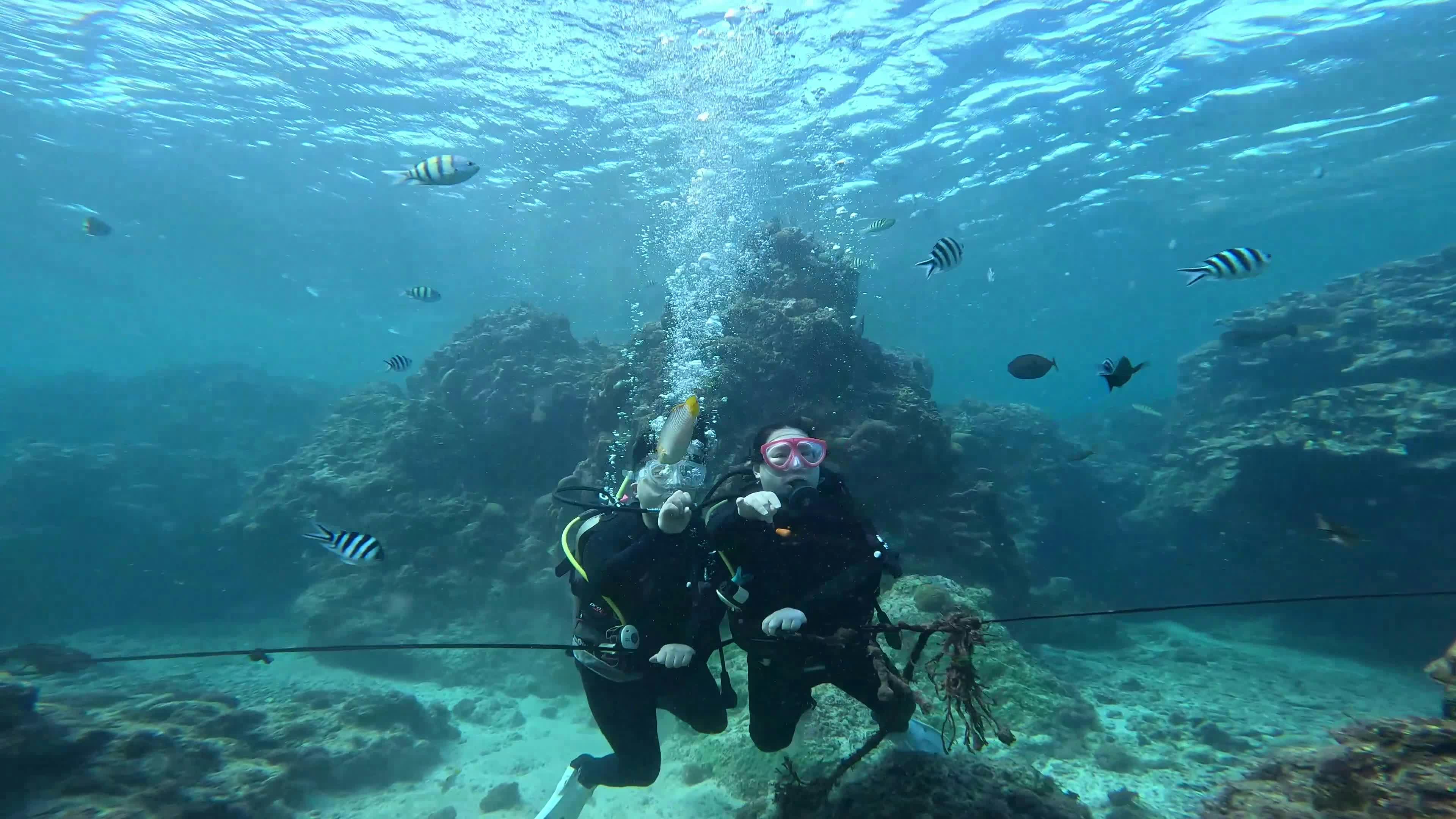 Underwater Ocean Videos, Download The BEST Free 4k Stock Video Footage ...