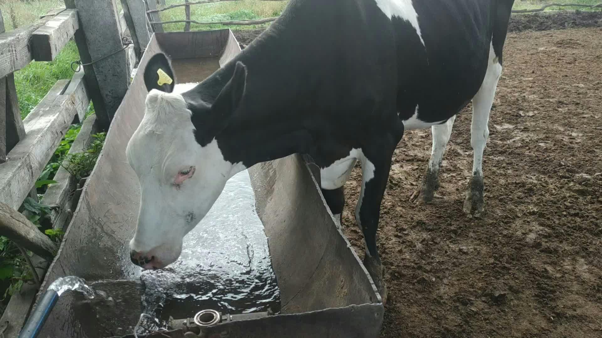 Cow Animation Videos, Download The BEST Free 4k Stock Video Footage ...