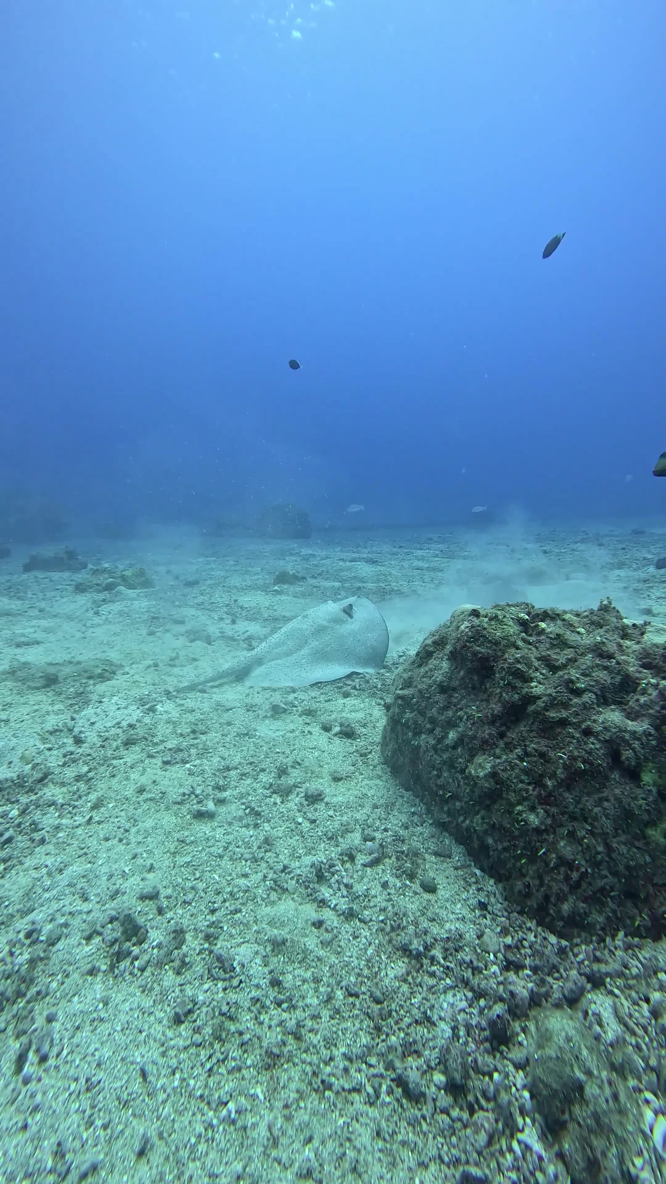 Serene Underwater Scene with Stingray Free Stock Video Footage, Royalty ...