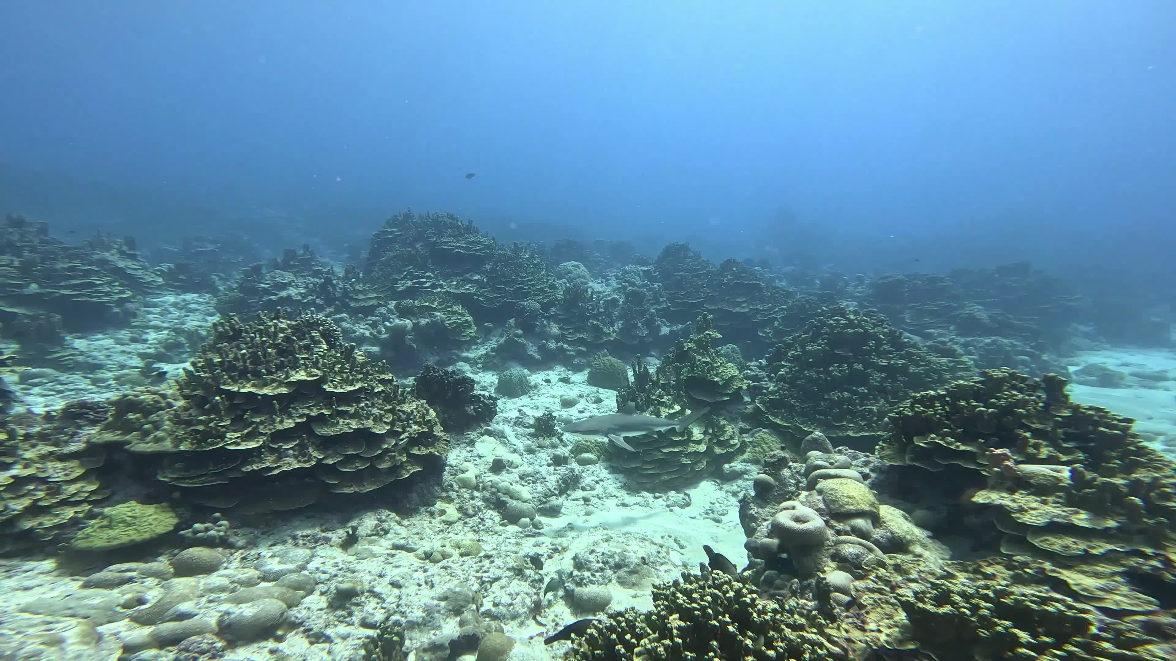 Underwater Coral Reef Exploration with Marine Life Free Stock Video ...