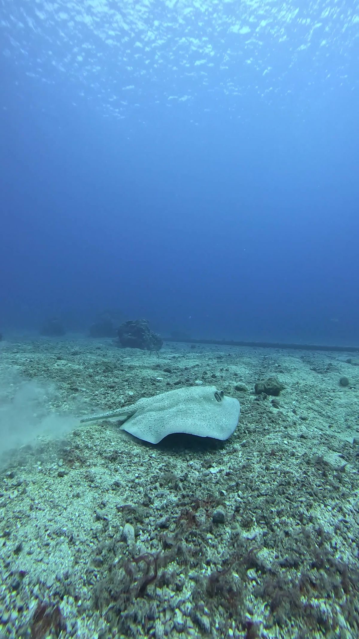 Underwater+Scene Videos, Download The BEST Free 4k Stock Video Footage ...