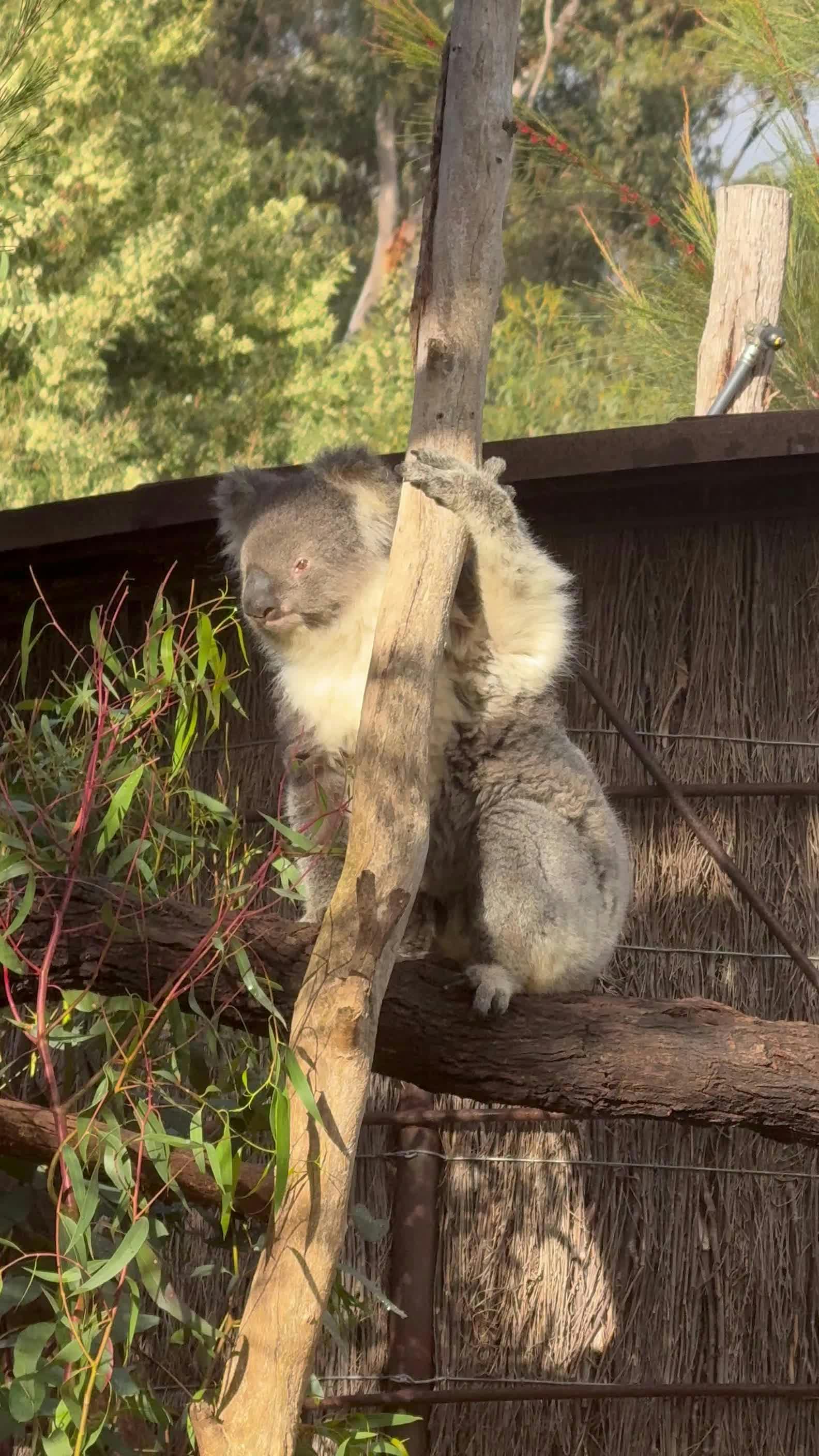 Cute+Nippy+Mp4 Videos, Download The BEST Free 4k Stock Video Footage ...