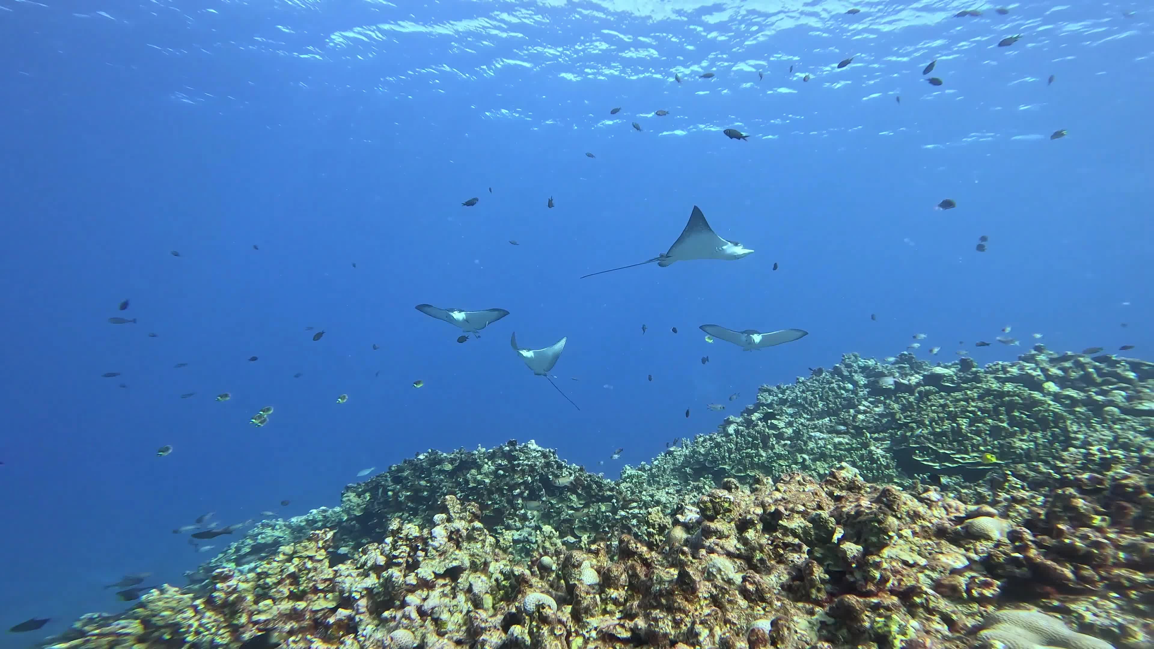 Majestic Eagle Rays Gliding Over Coral Reefs Free Stock Video Footage ...