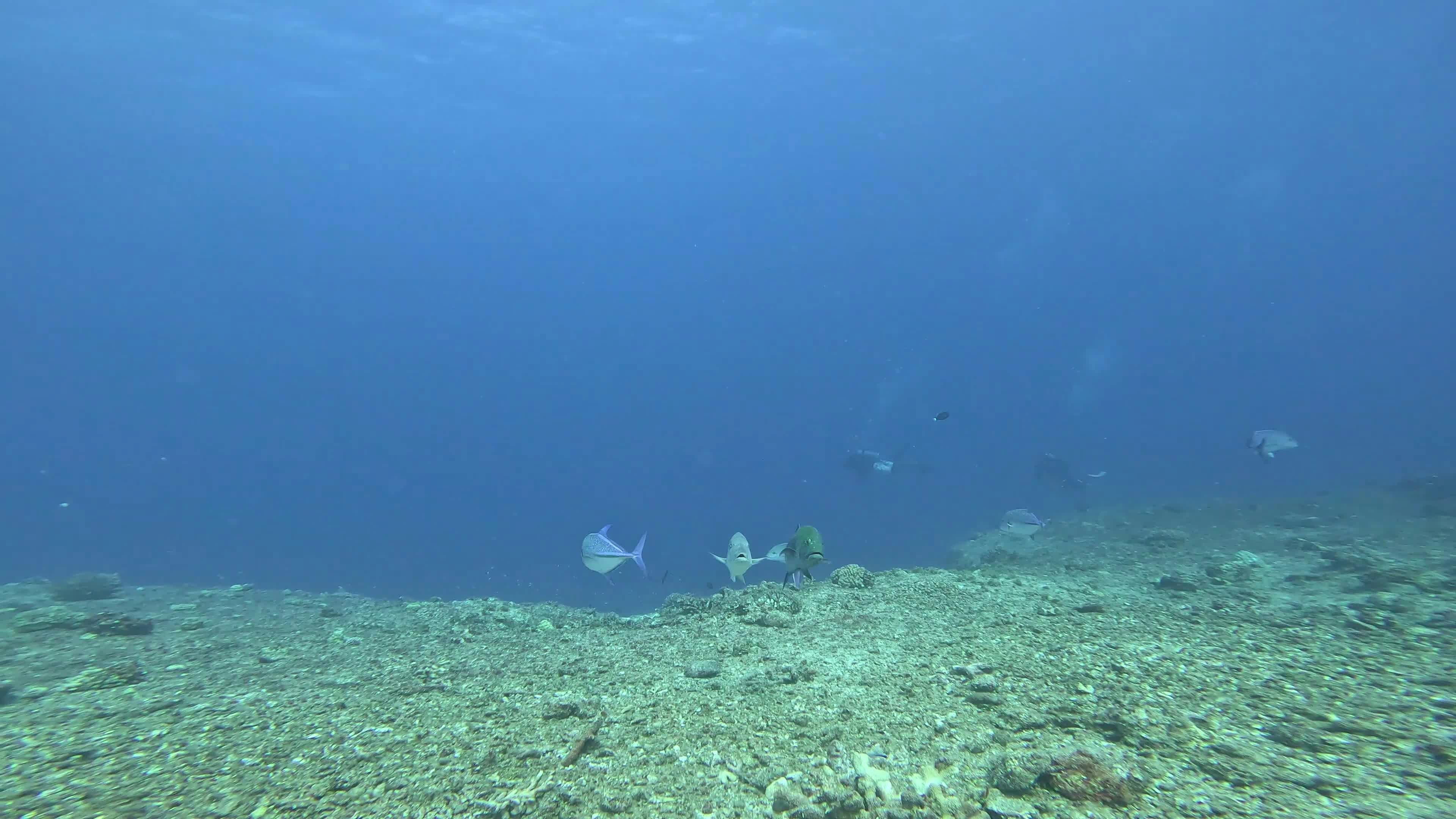 Frolic+Me+Full+Video Videos, Download The BEST Free 4k Stock Video ...