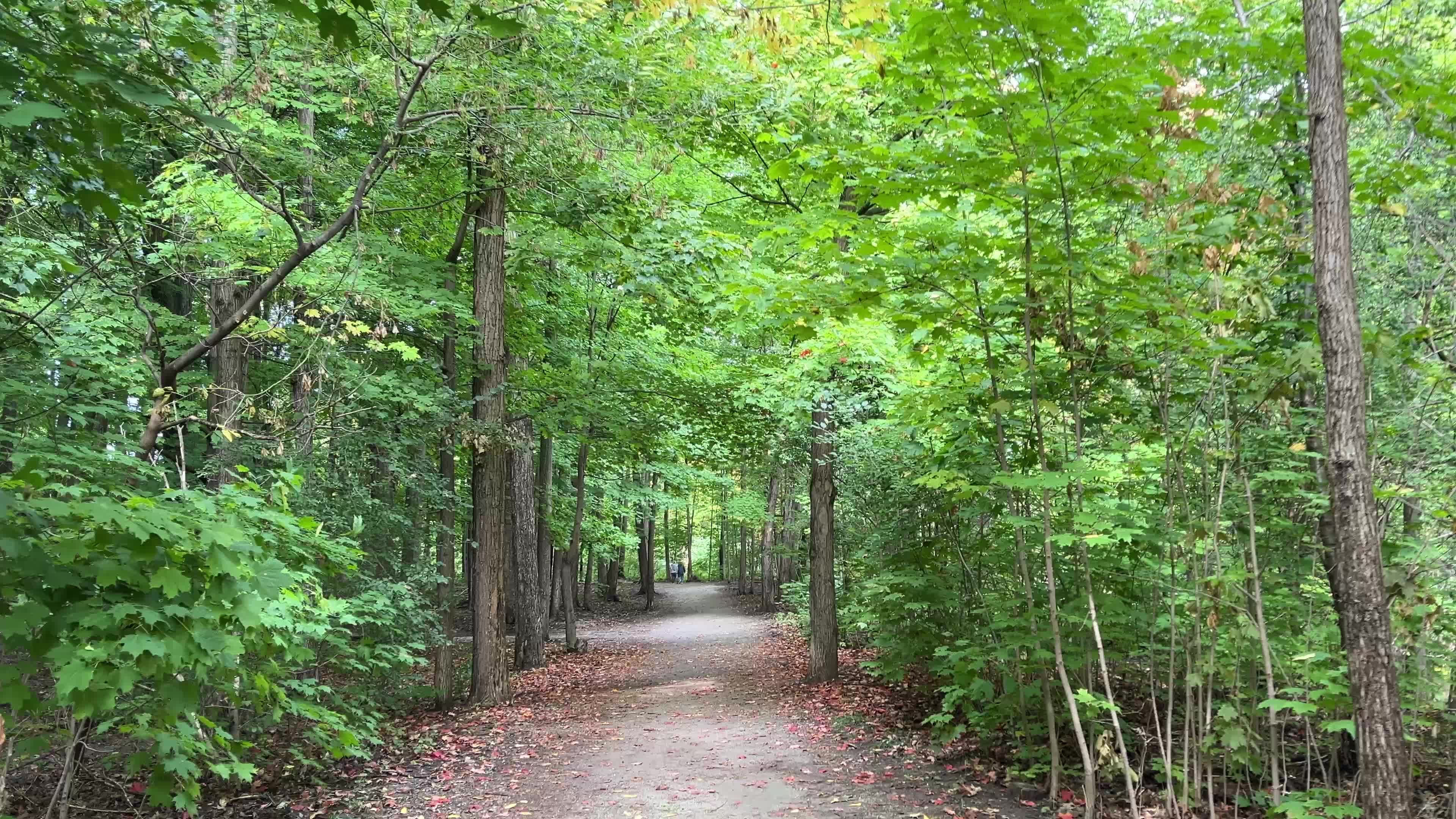 Tranquil Forest Trail in Late Summer Free Stock Video Footage, Royalty ...