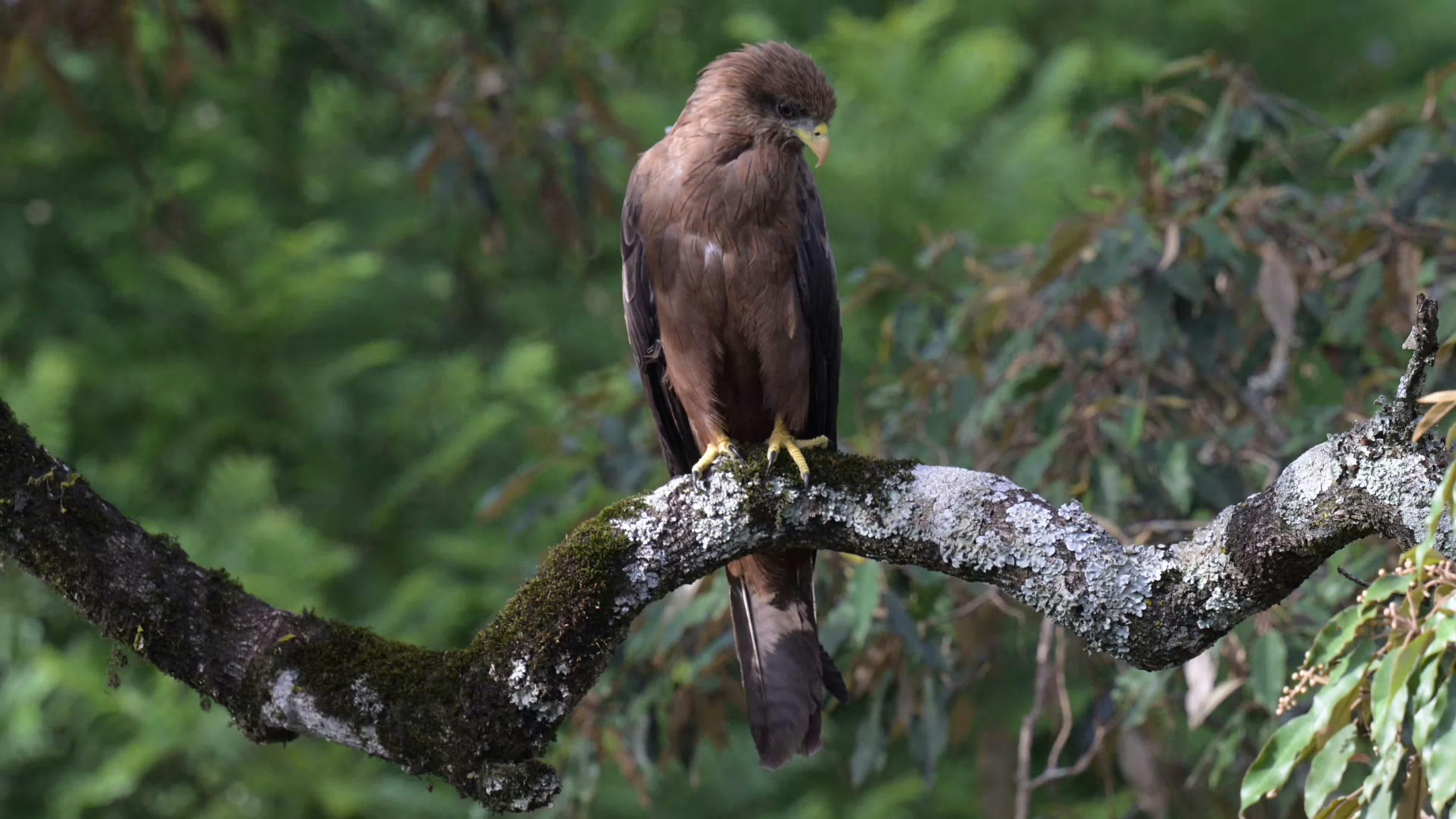 A Tree Videos, Download The BEST Free 4k Stock Video Footage & A Tree ...