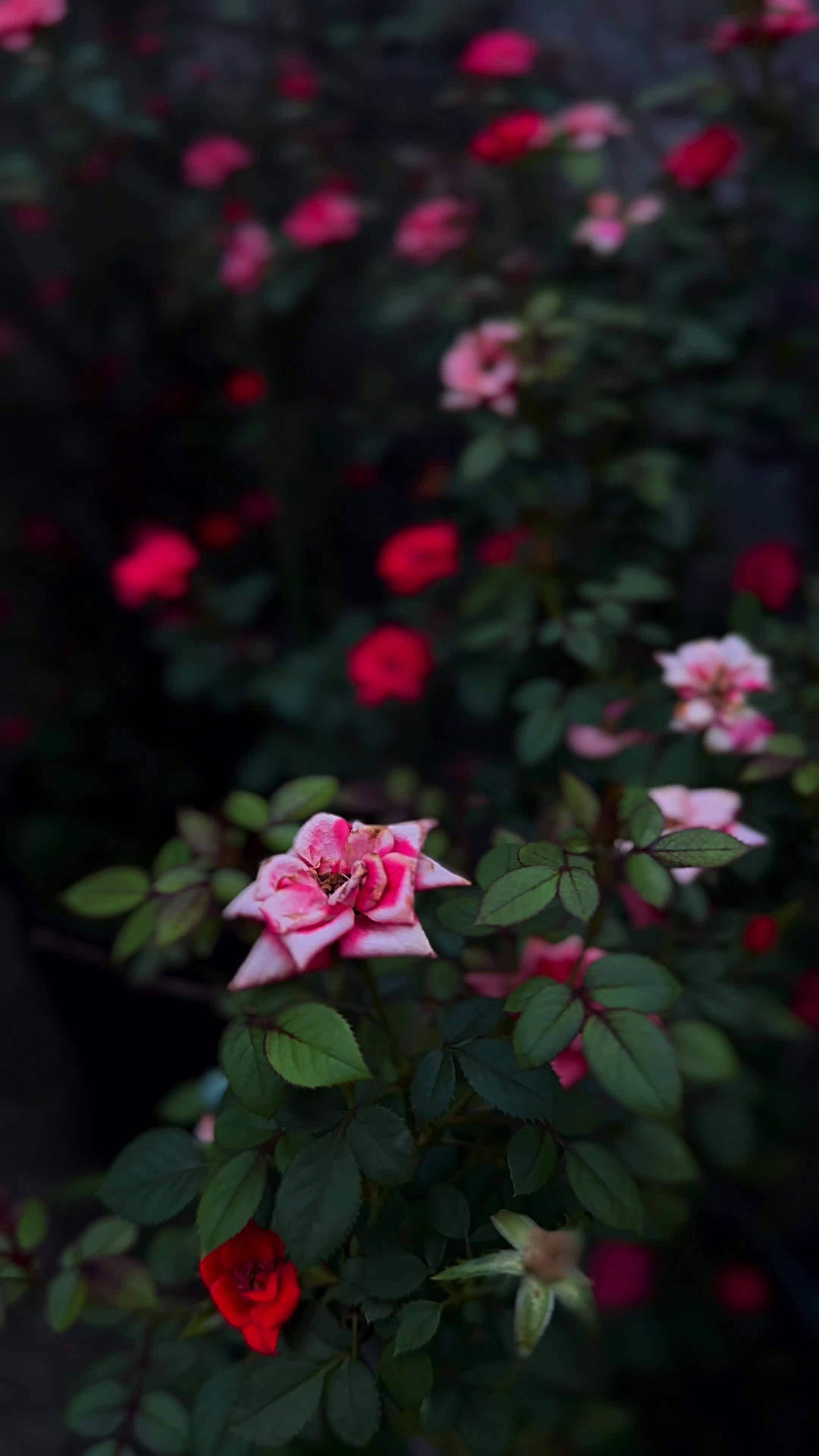 Sxs Video Videos, Download The BEST Free 4k Stock Video Footage & Sxs ...