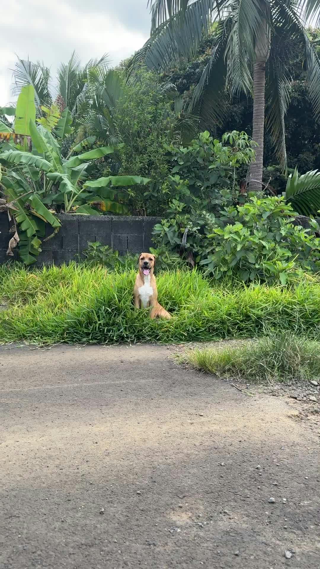 Dog Singing Videos, Download The BEST Free 4k Stock Video Footage & Dog ...