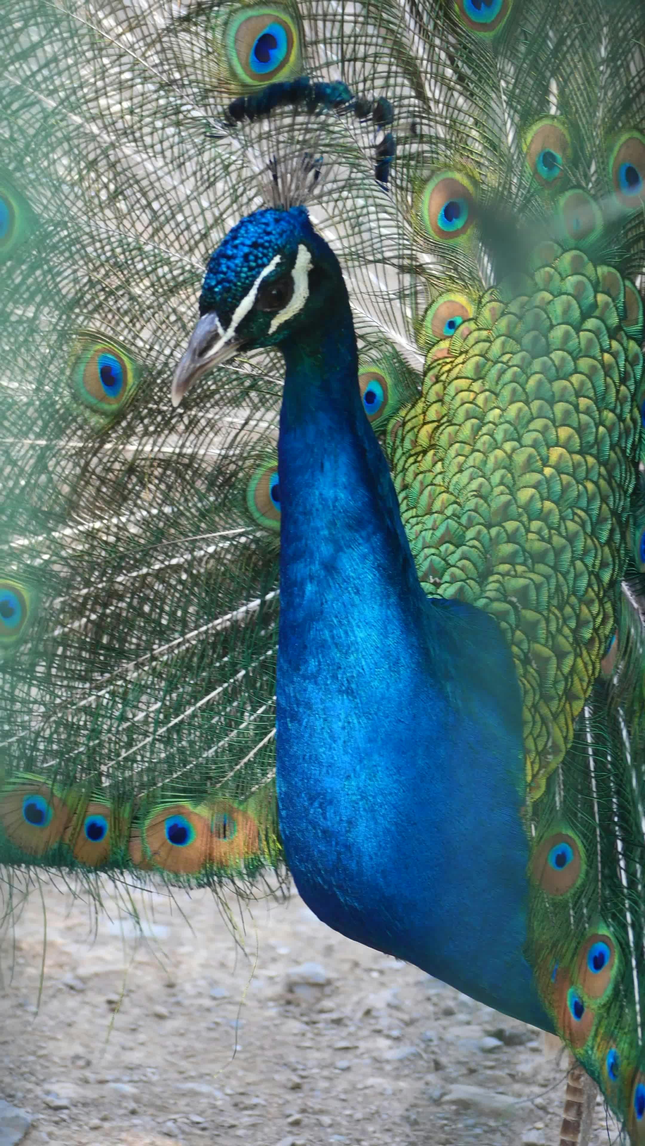 Woman+Fondling+Man's+Balls Videos, Download The BEST Free 4k Stock ...