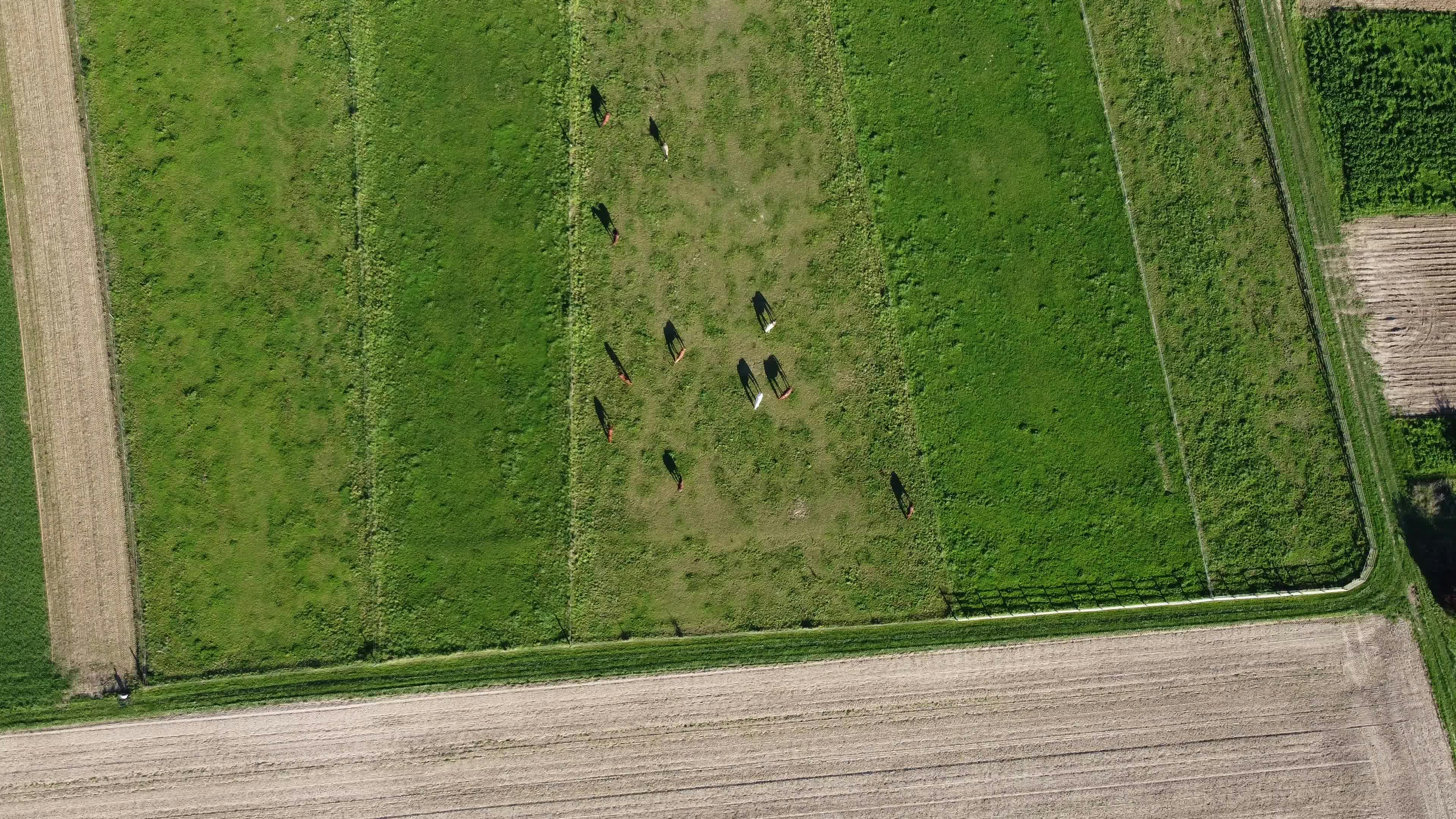 Catgirl+Cream+Filling+Animation Videos, Download The BEST Free 4k Stock ...