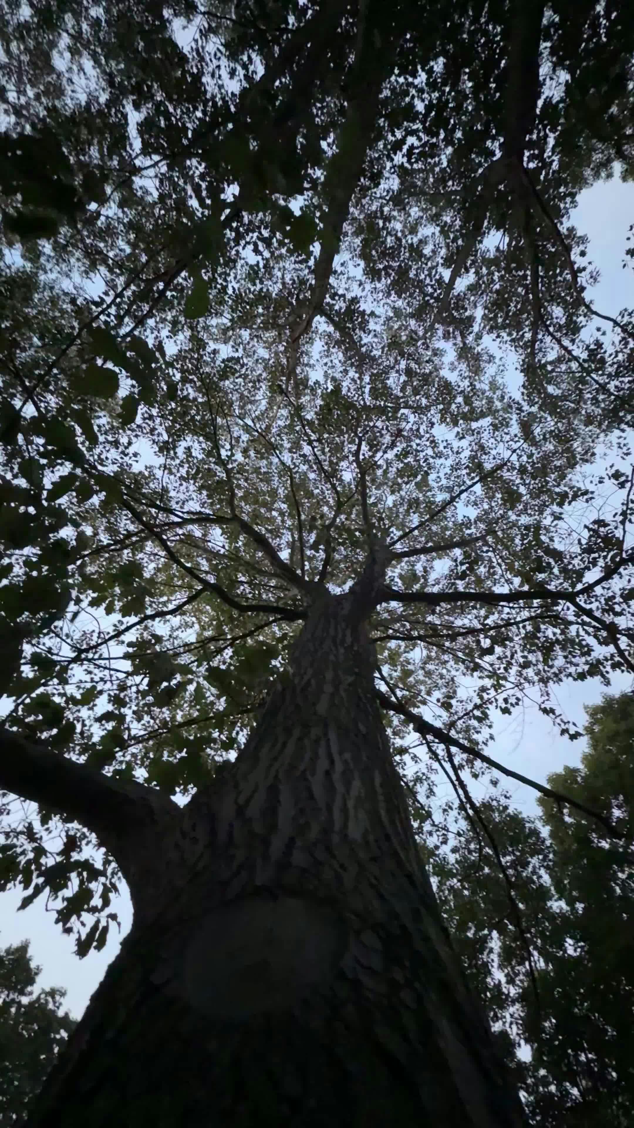 Samoan Tall Videos, Download The BEST Free 4k Stock Video Footage ...