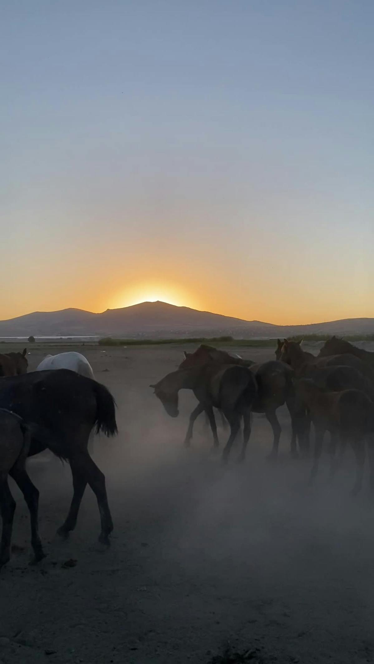 En İyi 8.000+ Horse Run Videosu · Tamamen Ücretsiz İndirin · Pexels Stok Videoları